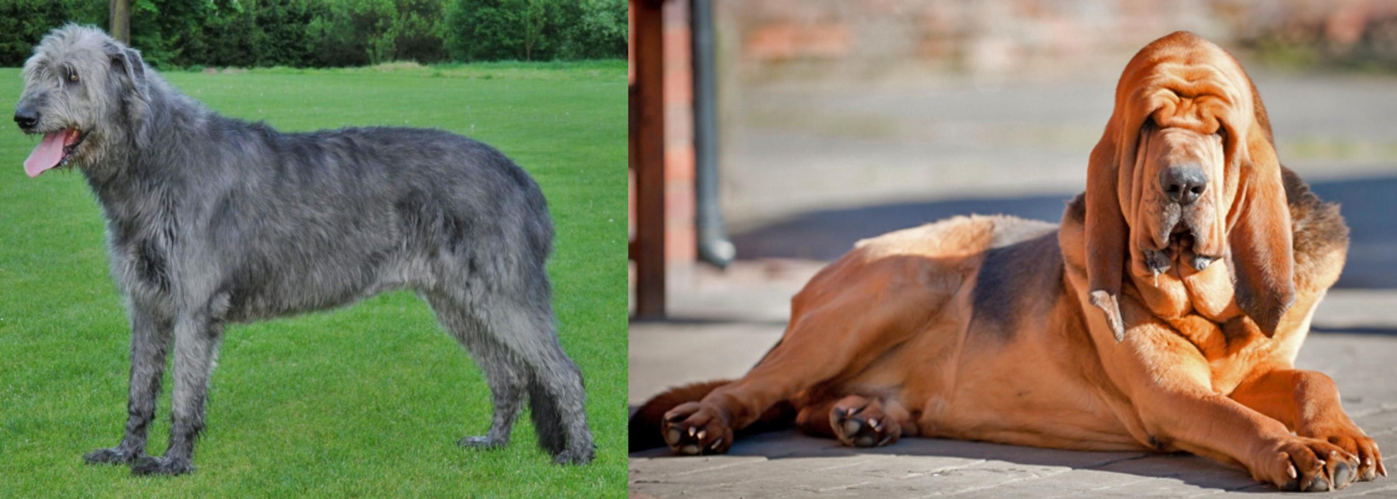 Irish Wolfhound vs Bloodhound - Breed Comparison | MyDogBreeds