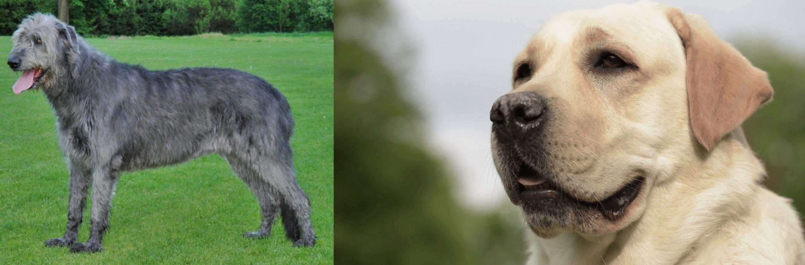 Irish Wolfhound vs Labrador Retriever - Breed Comparison