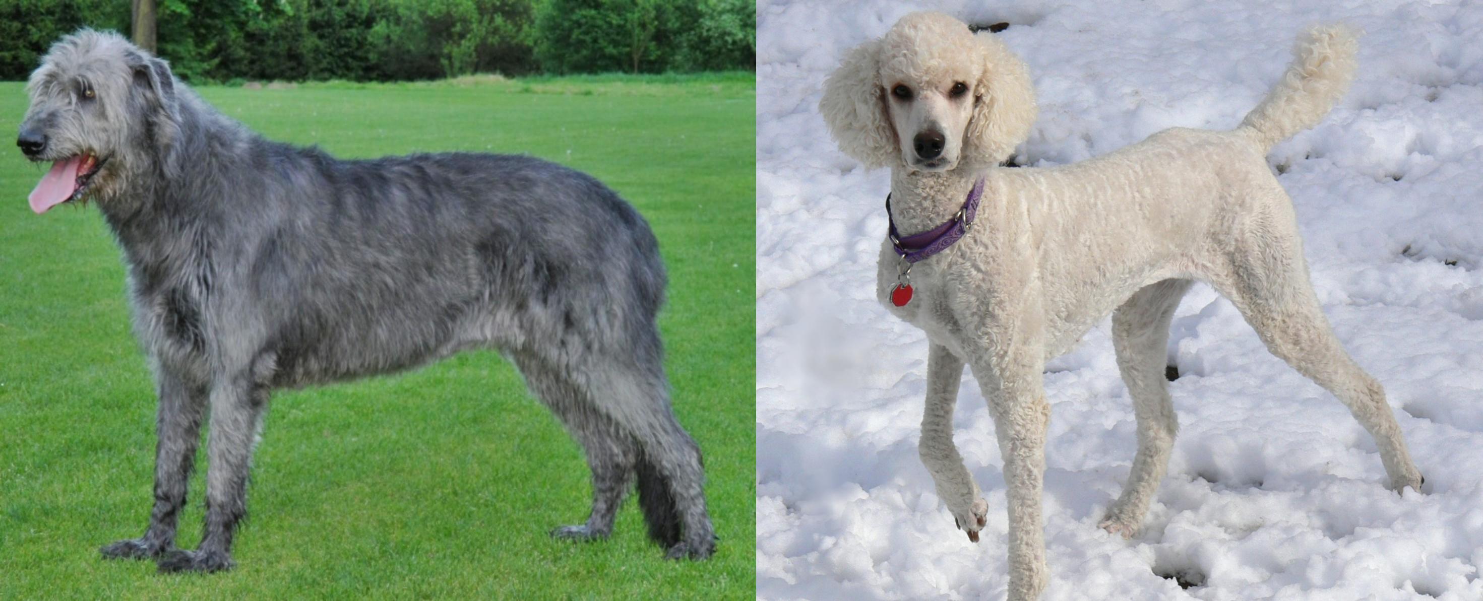 Irish Wolfhound vs Poodle - Breed Comparison | MyDogBreeds