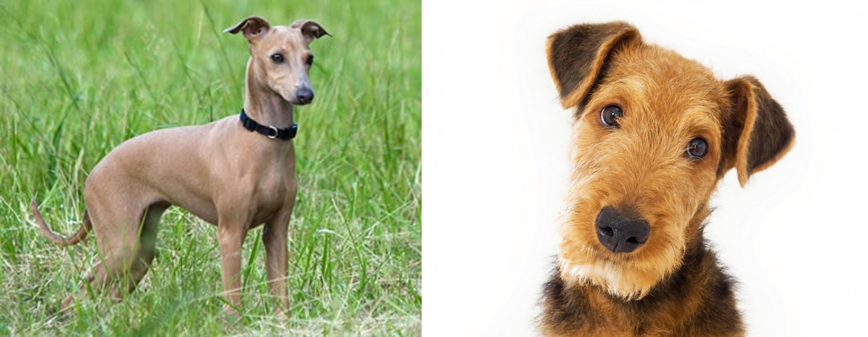 Italian Greyhound vs Airedale Terrier - Breed Comparison
