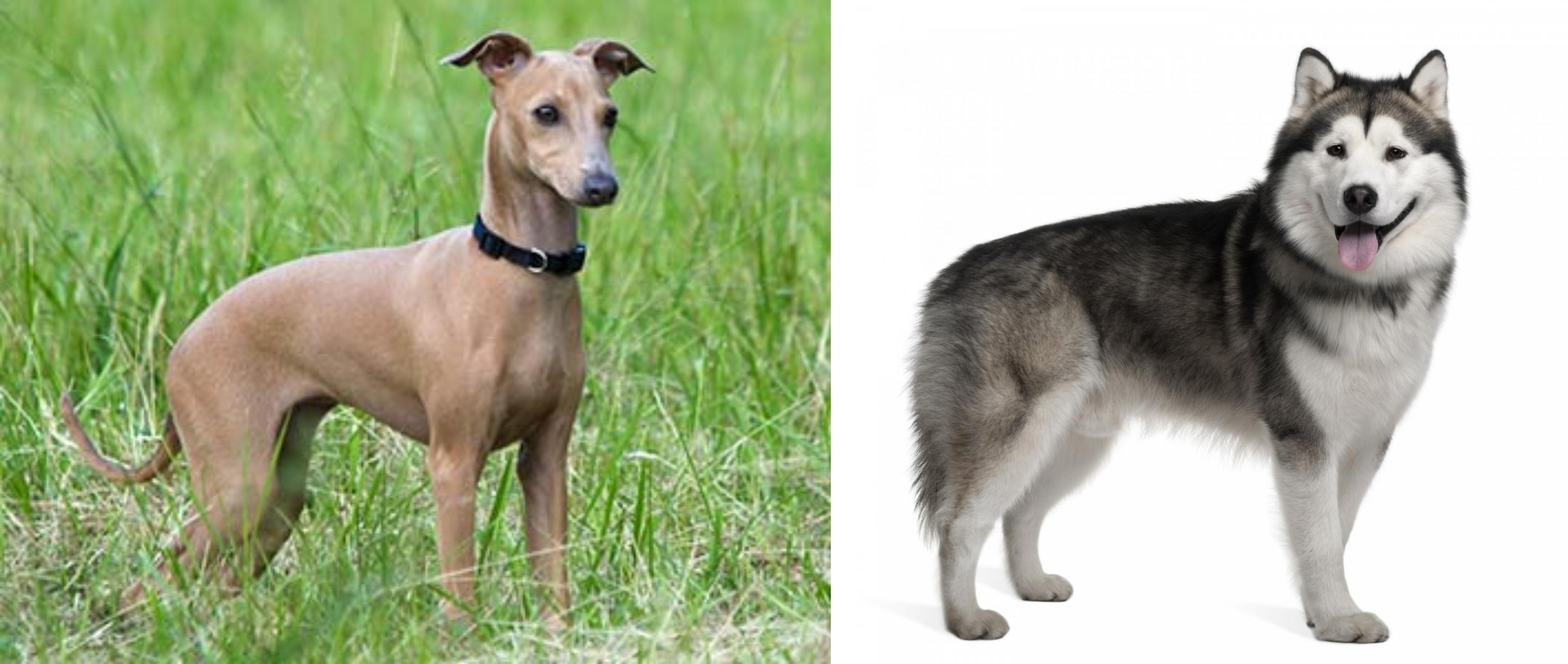 Italian Greyhound vs Alaskan Malamute - Breed Comparison