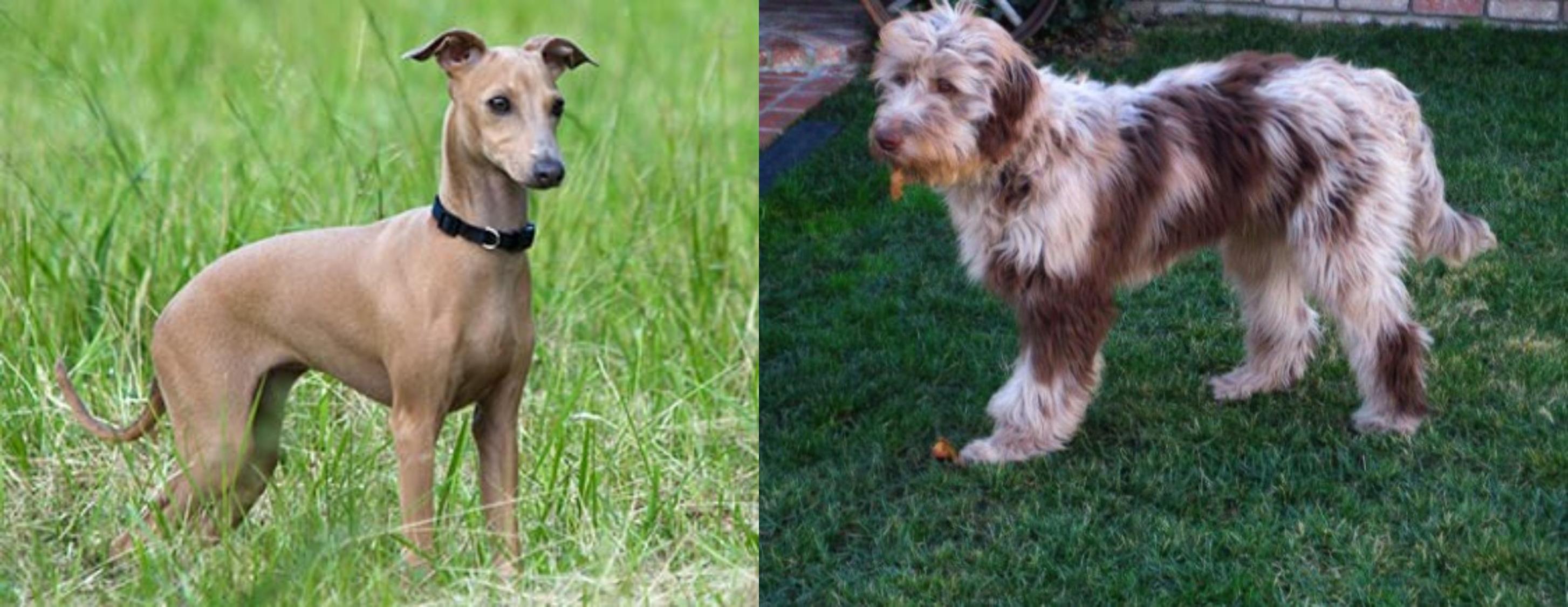 Italian Greyhound vs Aussie Doodles - Breed Comparison
