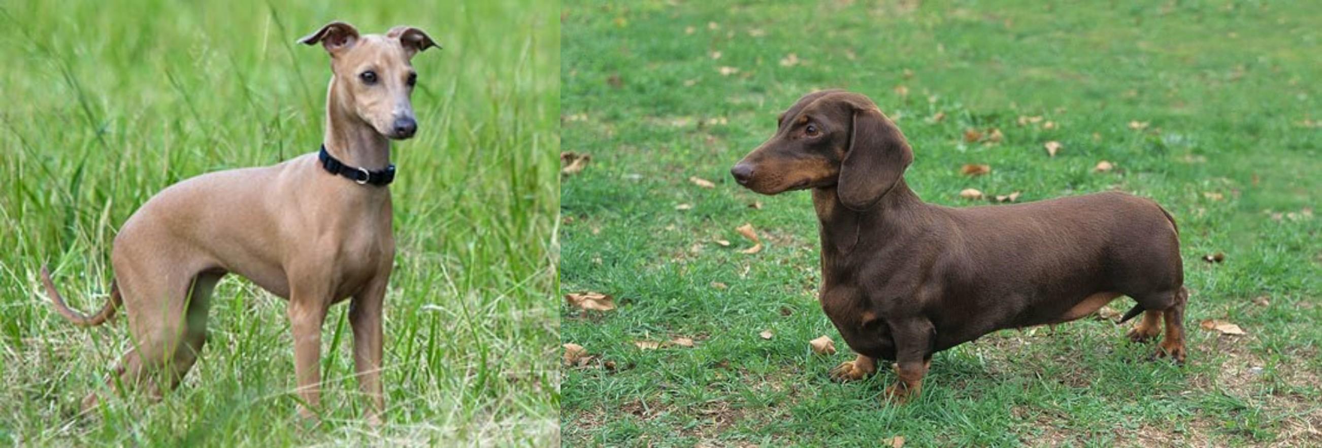Italian Greyhound vs Dachshund - Breed Comparison