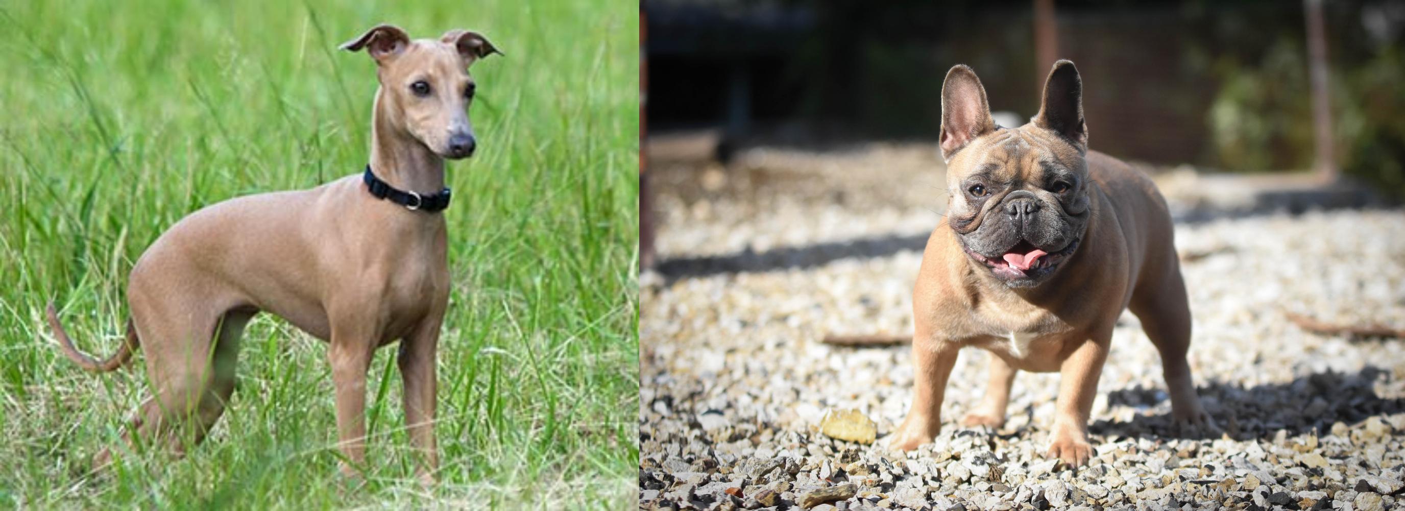 Italian Greyhound vs French Bulldog - Breed Comparison