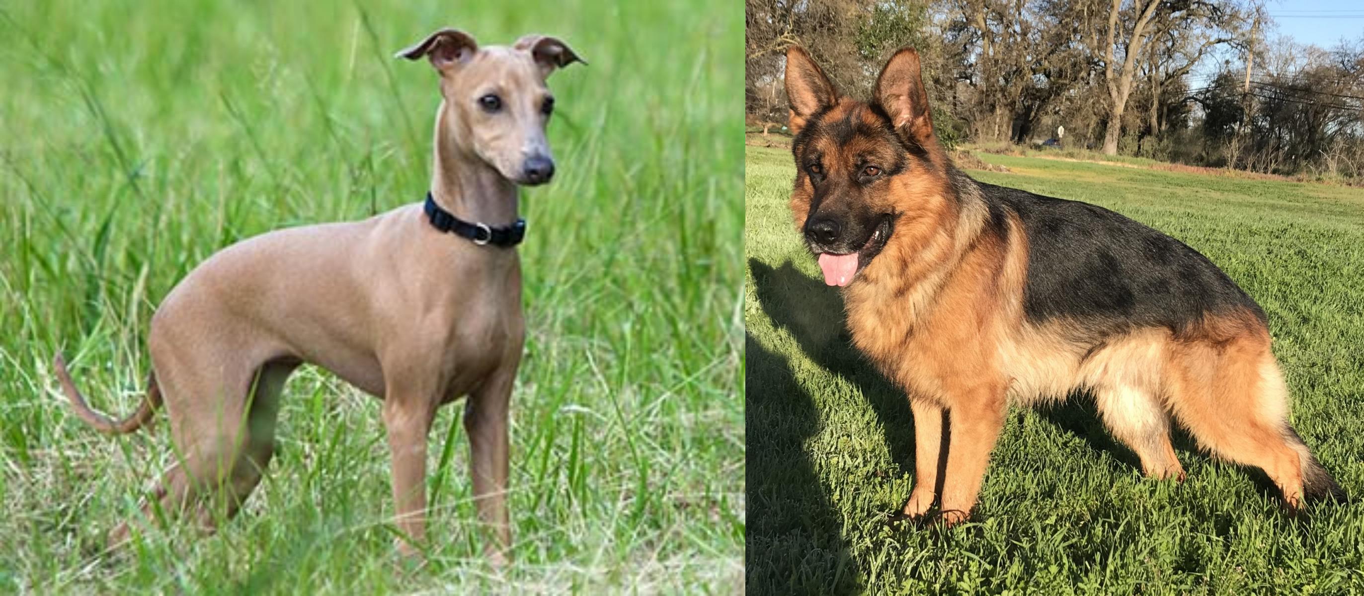 Italian Greyhound vs German Shepherd - Breed Comparison