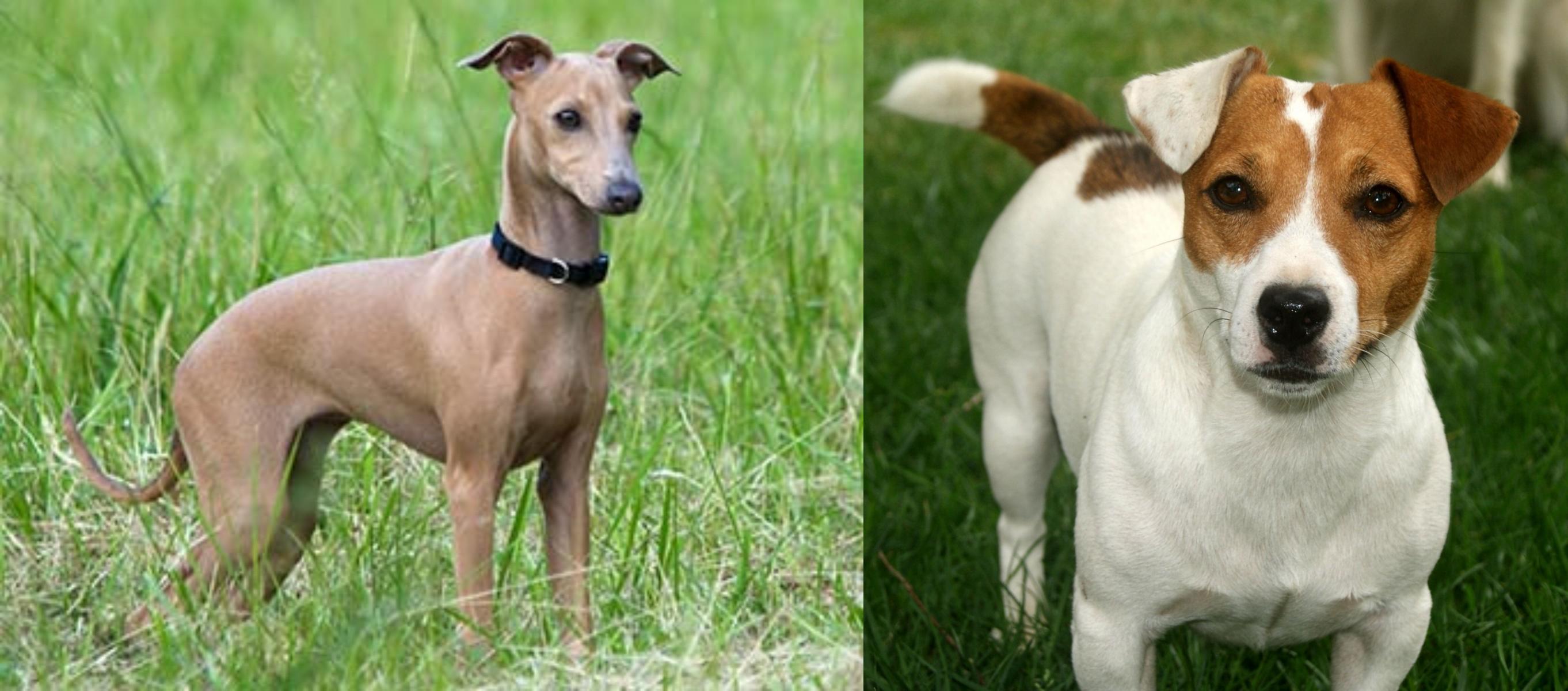 Italian Greyhound vs Irish Jack Russell - Breed Comparison