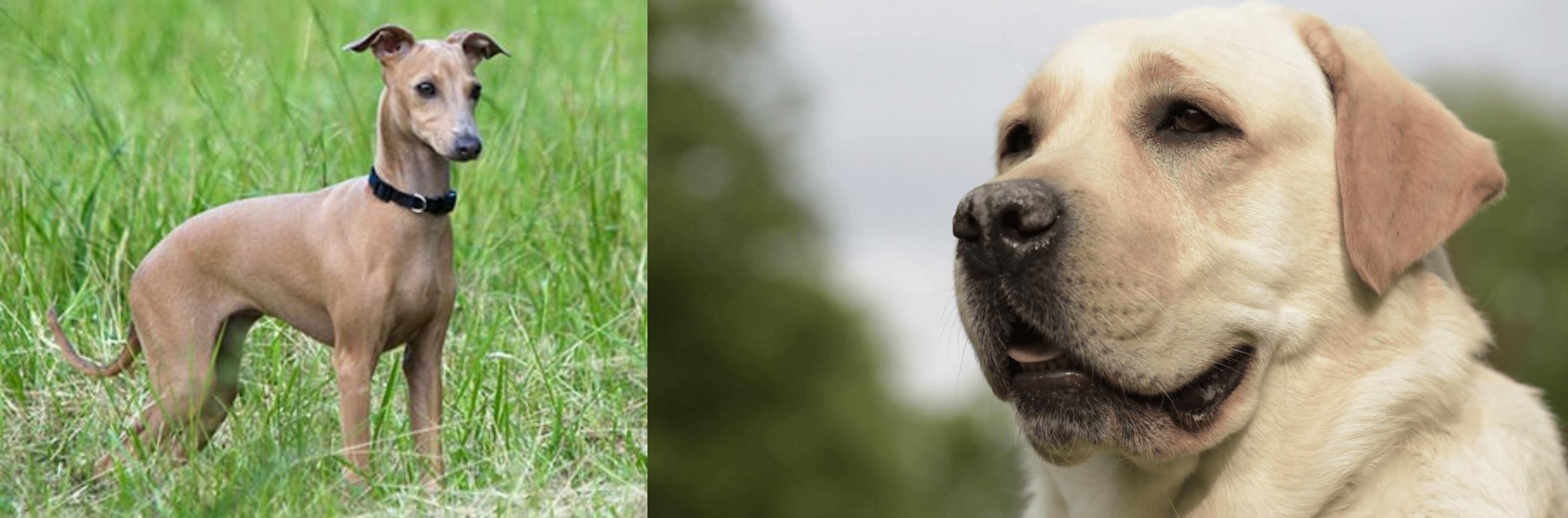 Italian Greyhound vs Labrador Retriever - Breed Comparison
