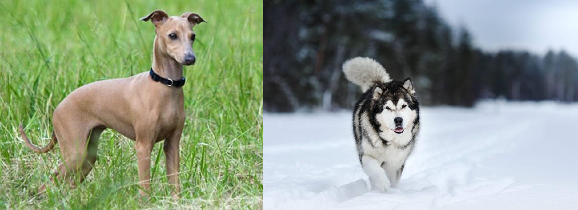 Italian Greyhound vs Siberian Husky - Breed Comparison