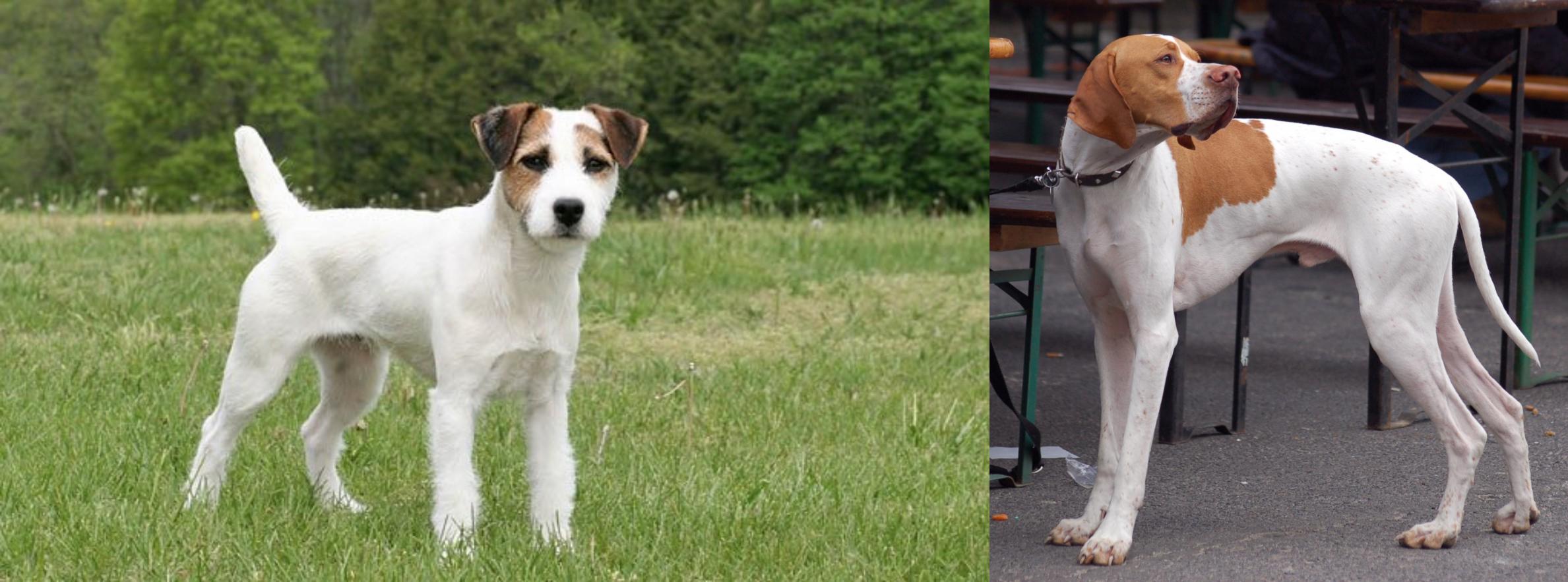 Jack Russell Terrier vs English Pointer - Breed Comparison