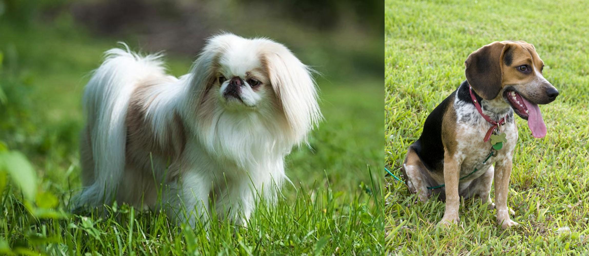 Japanese Chin vs Bluetick Beagle - Breed Comparison