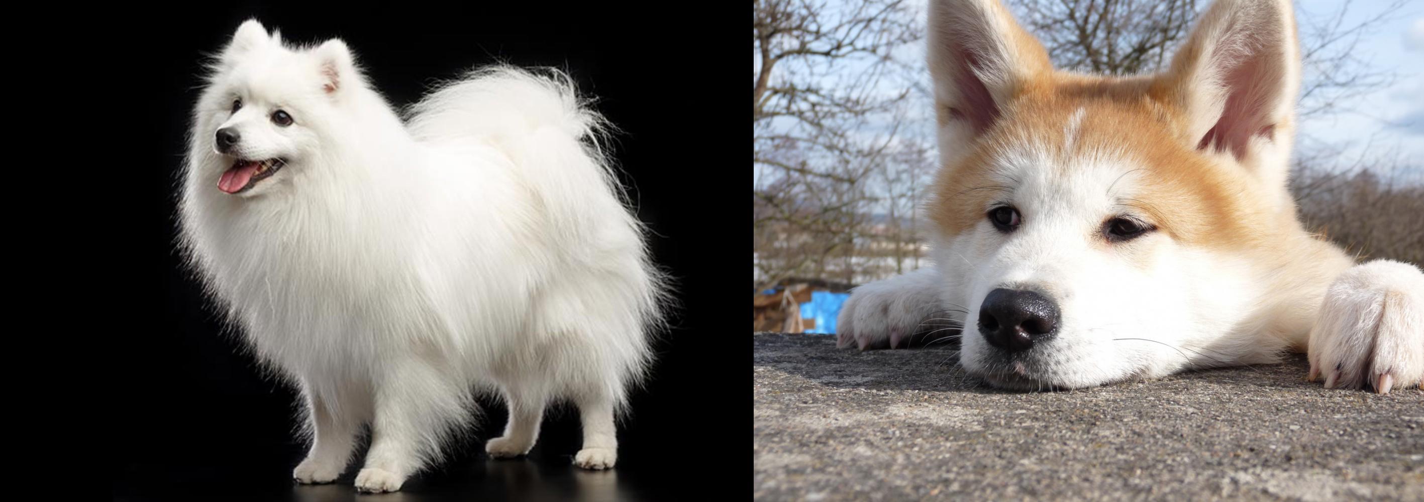 Japanese Spitz vs Akita - Breed Comparison | MyDogBreeds