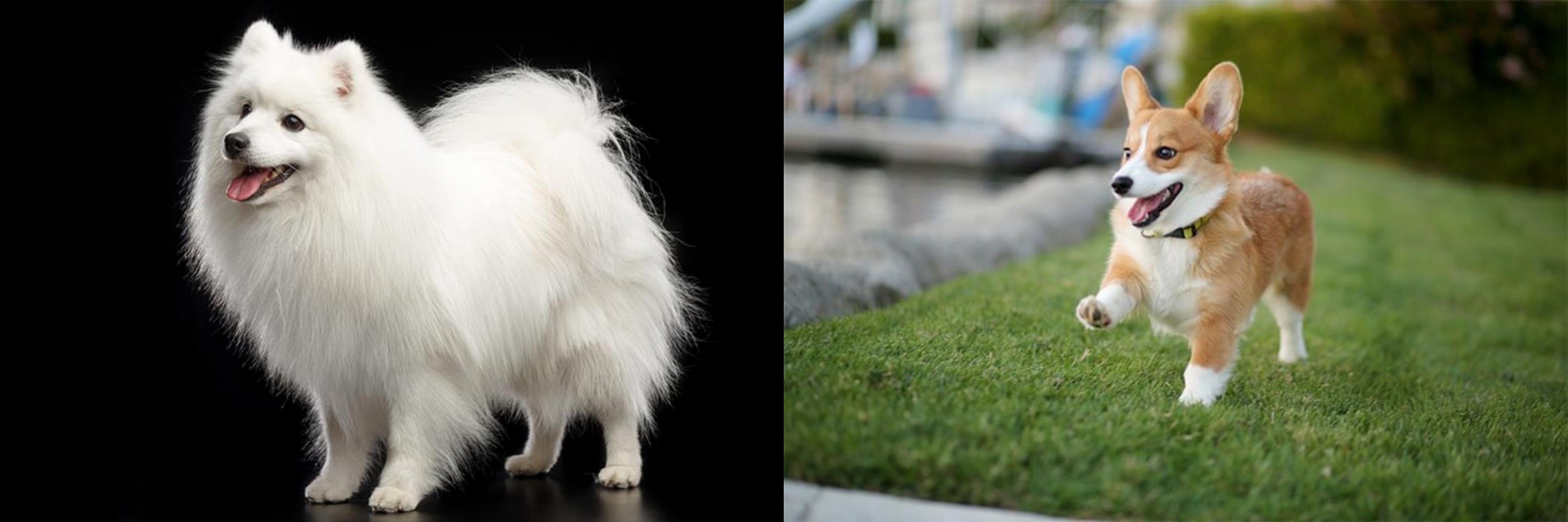 Japanese Spitz vs Corgi - Breed Comparison | MyDogBreeds