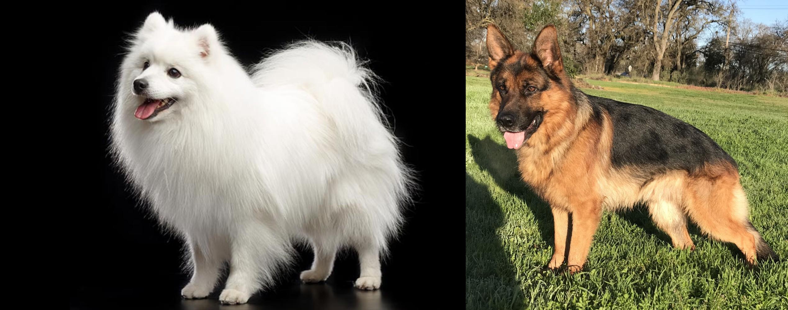 Japanese Spitz vs German Shepherd - Breed Comparison
