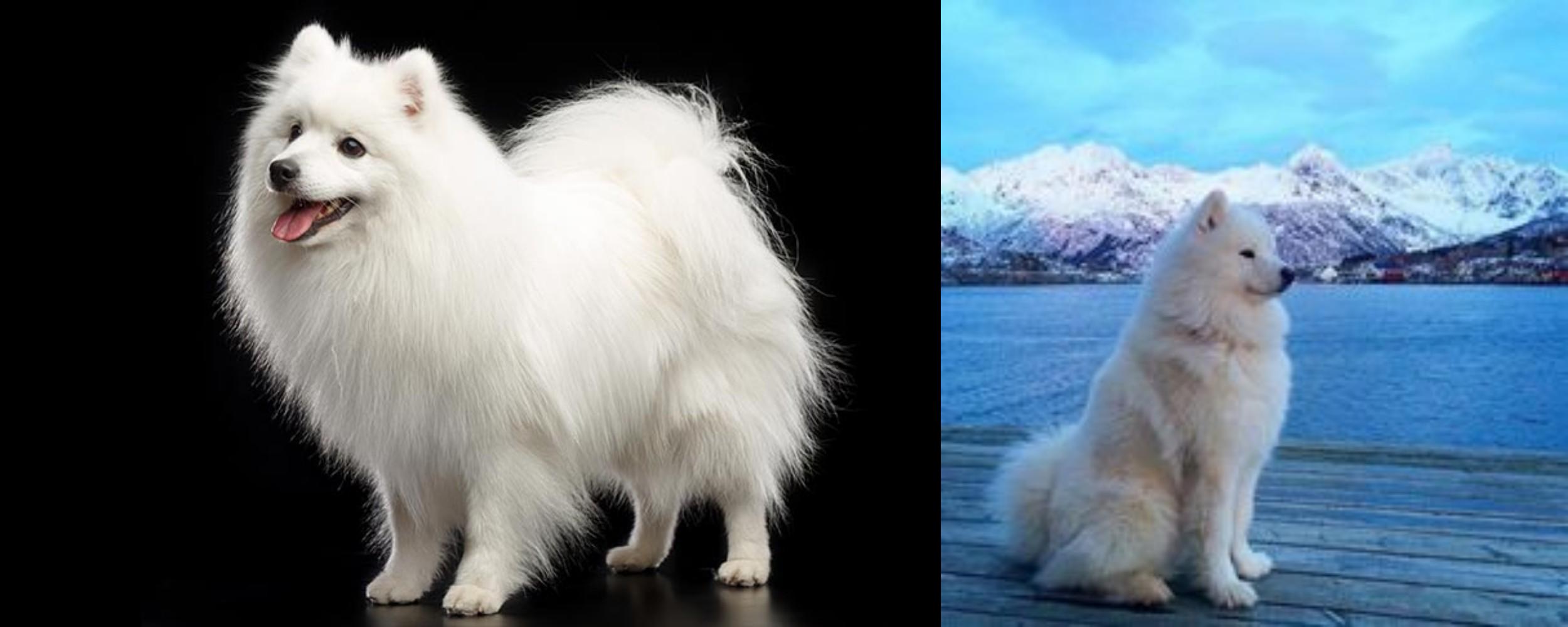 Samoyed vs Japanese Spitz - Breed Comparison | Petzlover