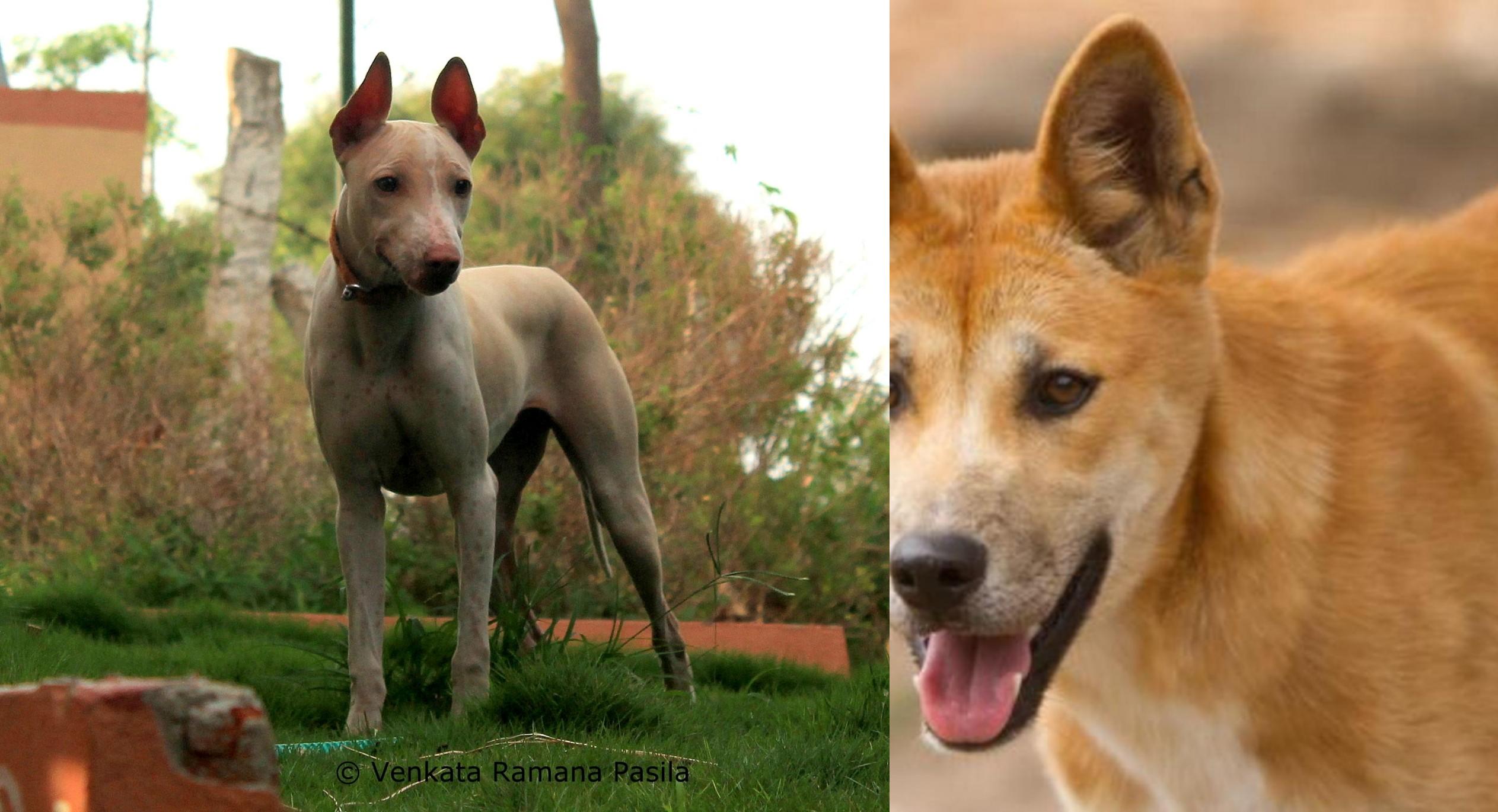 Jonangi vs Dingo - Breed Comparison | MyDogBreeds