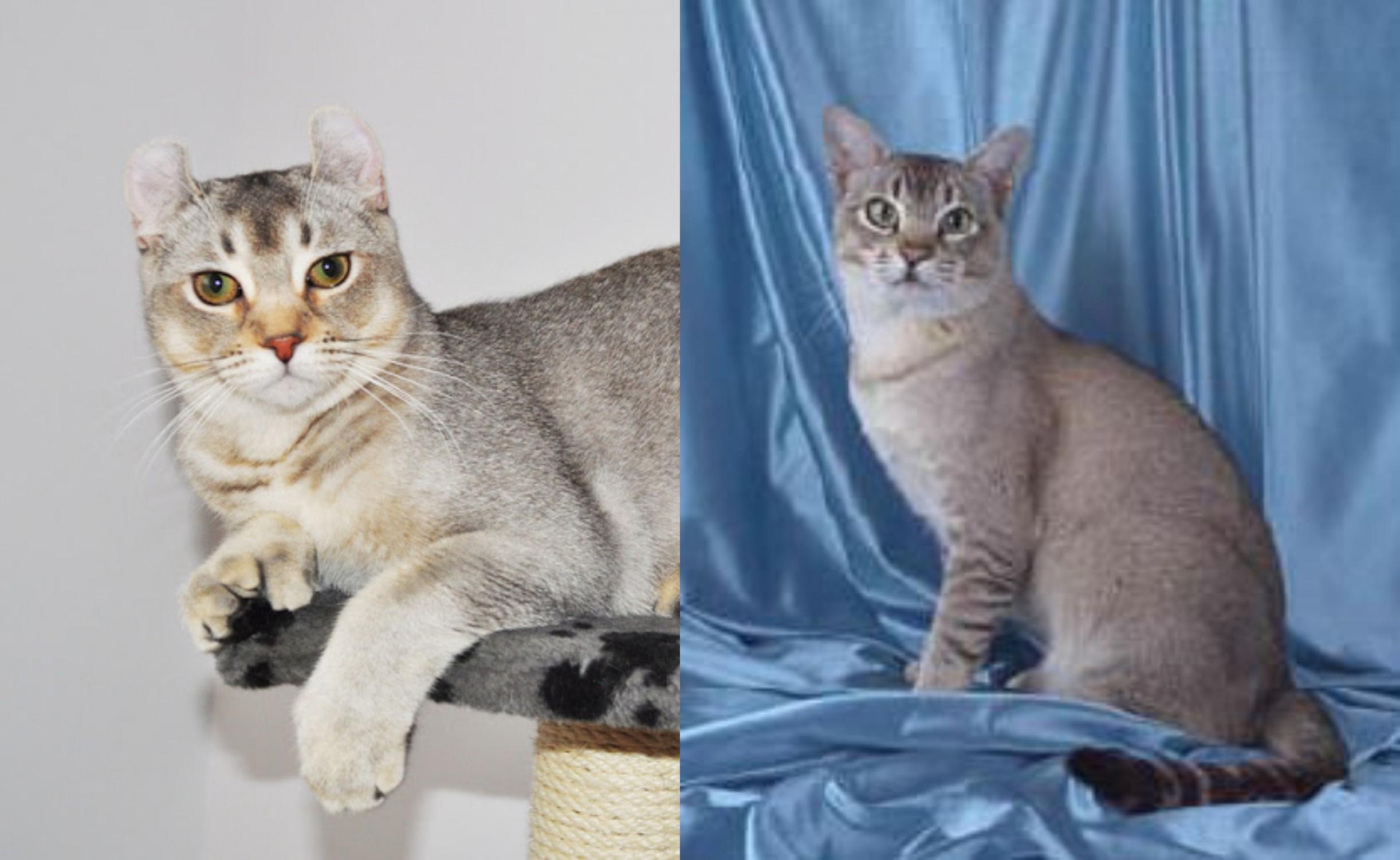 Jungle-Curl vs American Keuda - Breed Comparison | MyCatBreeds