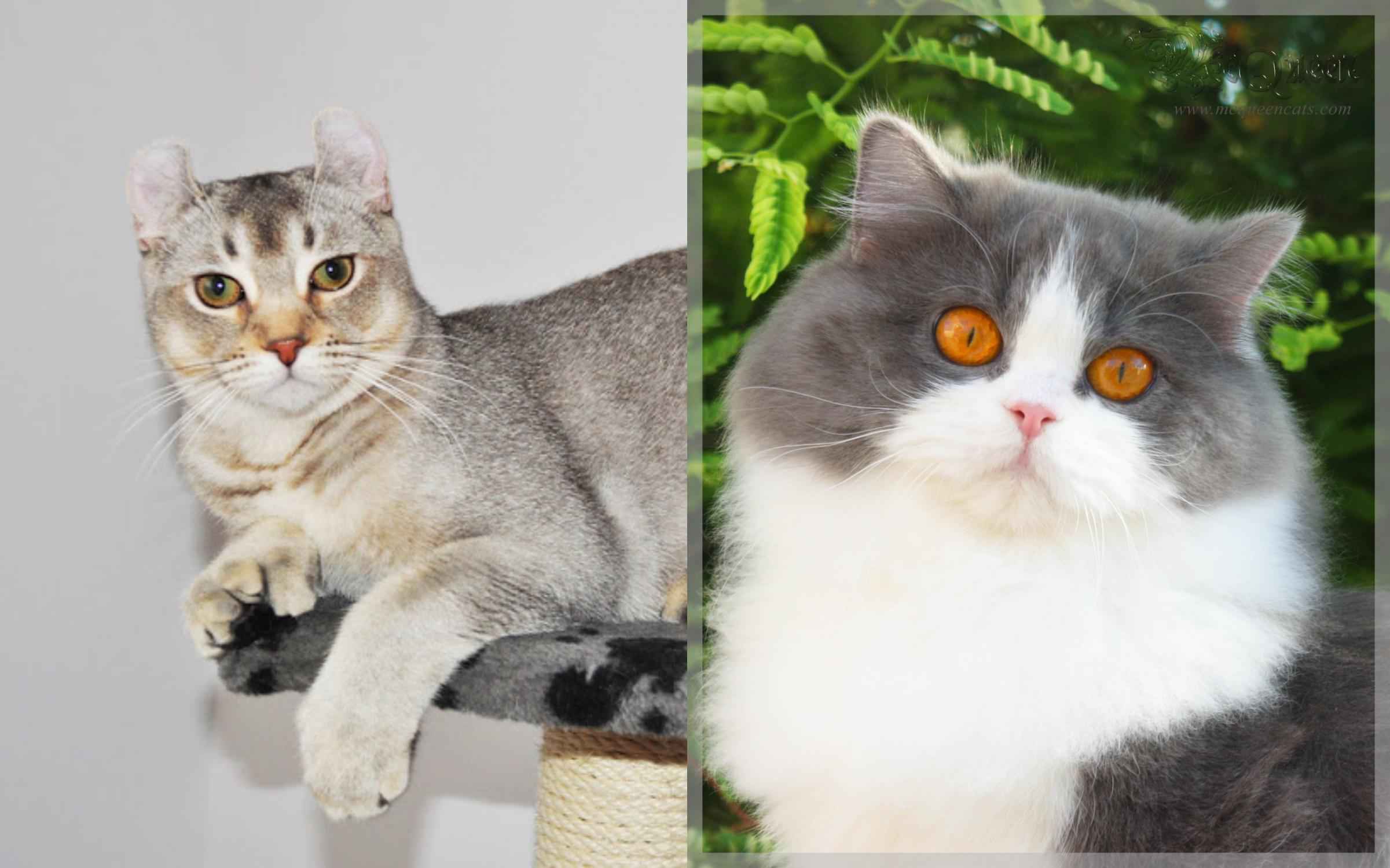 Jungle-Curl vs British Longhair - Breed Comparison