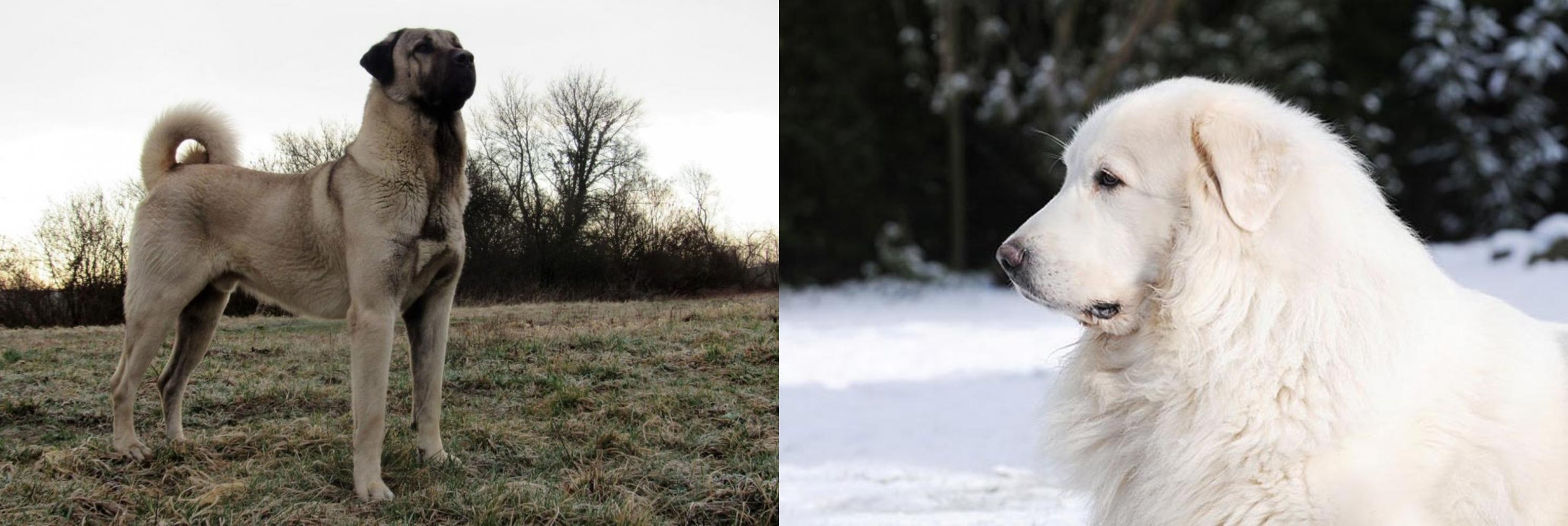 Kangal Dog vs Great Pyrenees - Breed Comparison | MyDogBreeds