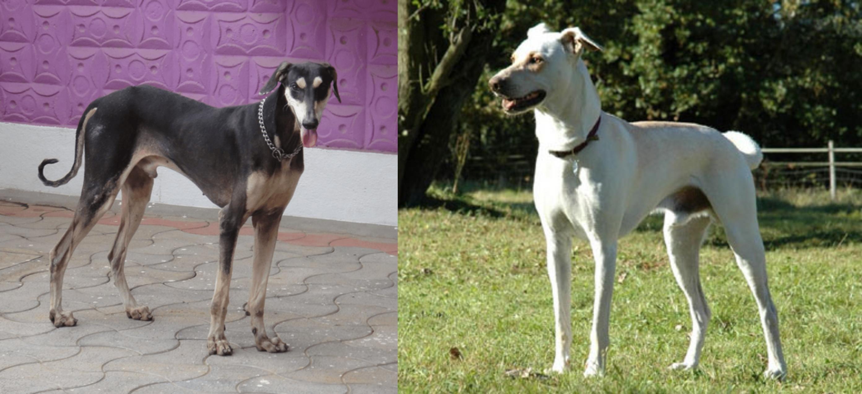 Kanni vs Cretan Hound - Breed Comparison | MyDogBreeds