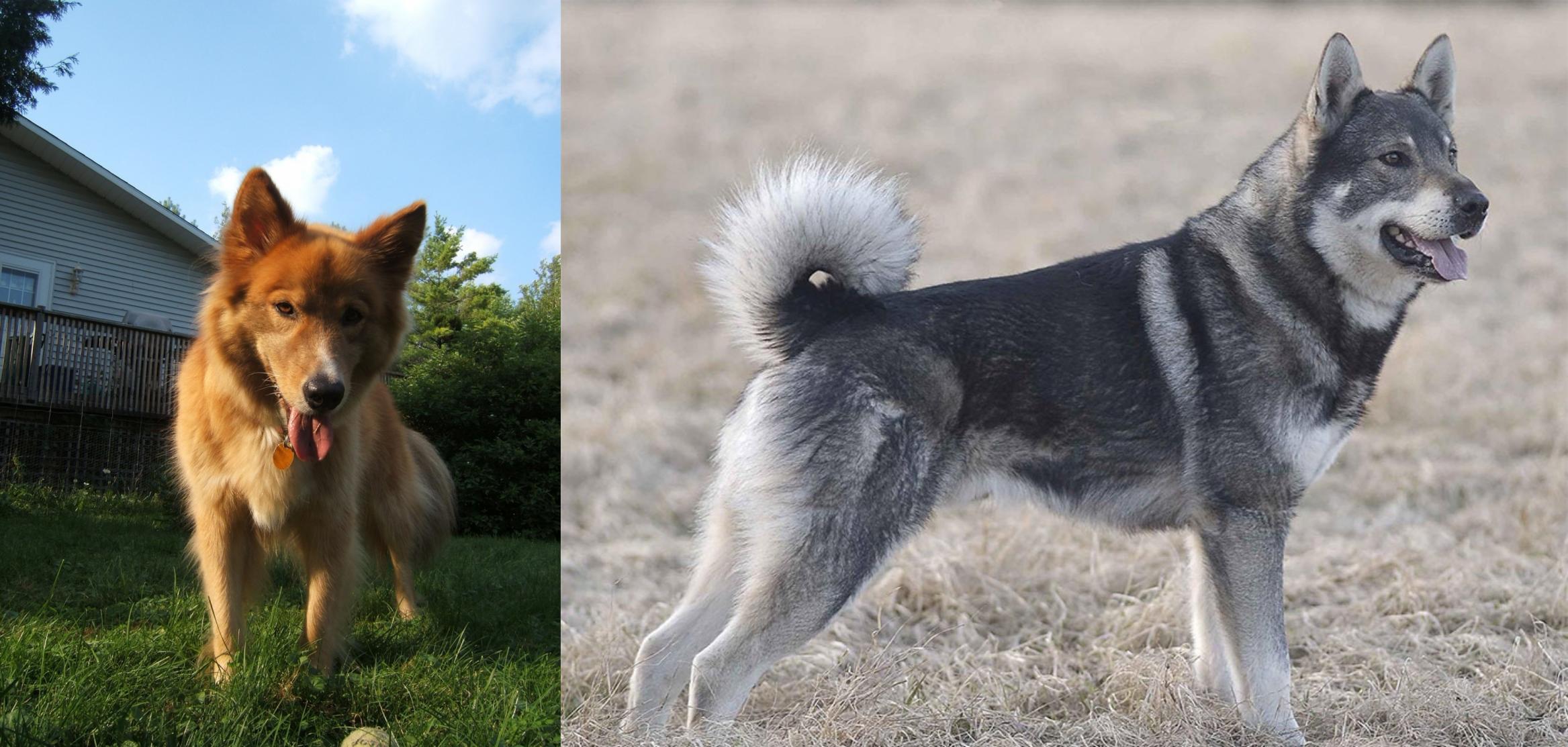 Karelo-Finnish Laika vs Jamthund - Breed Comparison