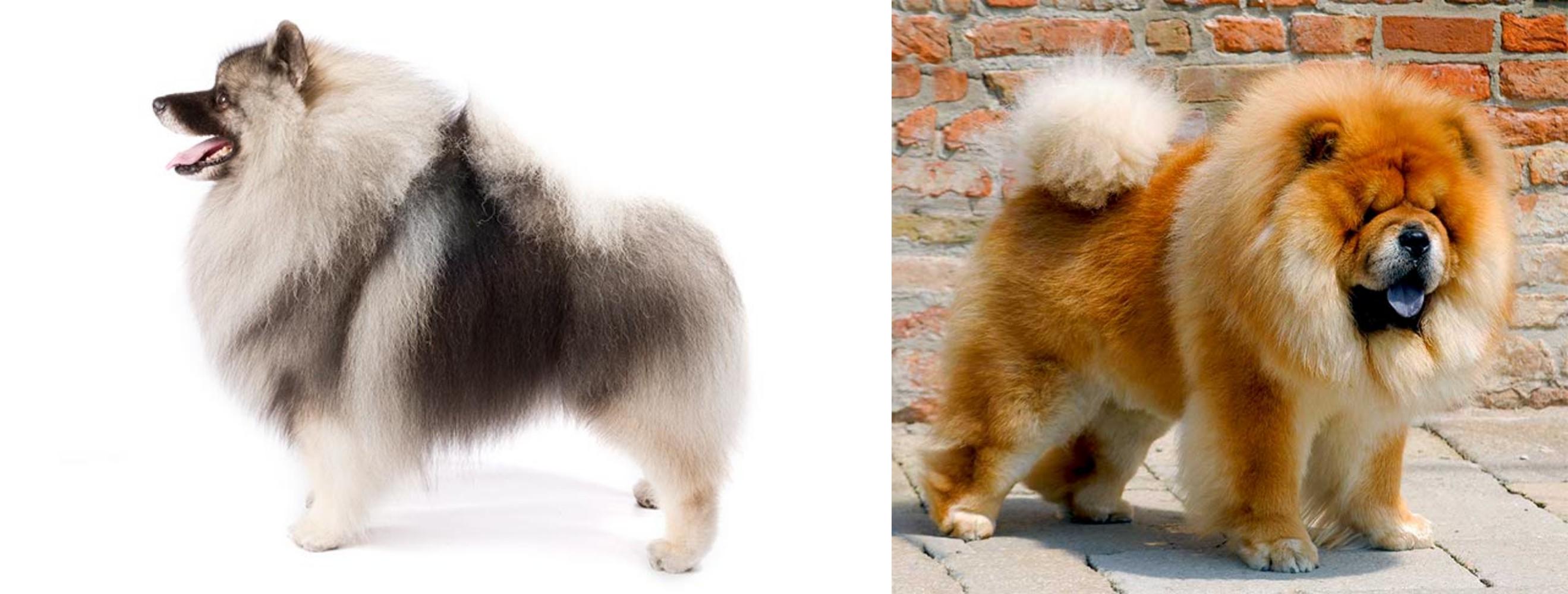 Keeshond vs Chow Chow - Breed Comparison | MyDogBreeds