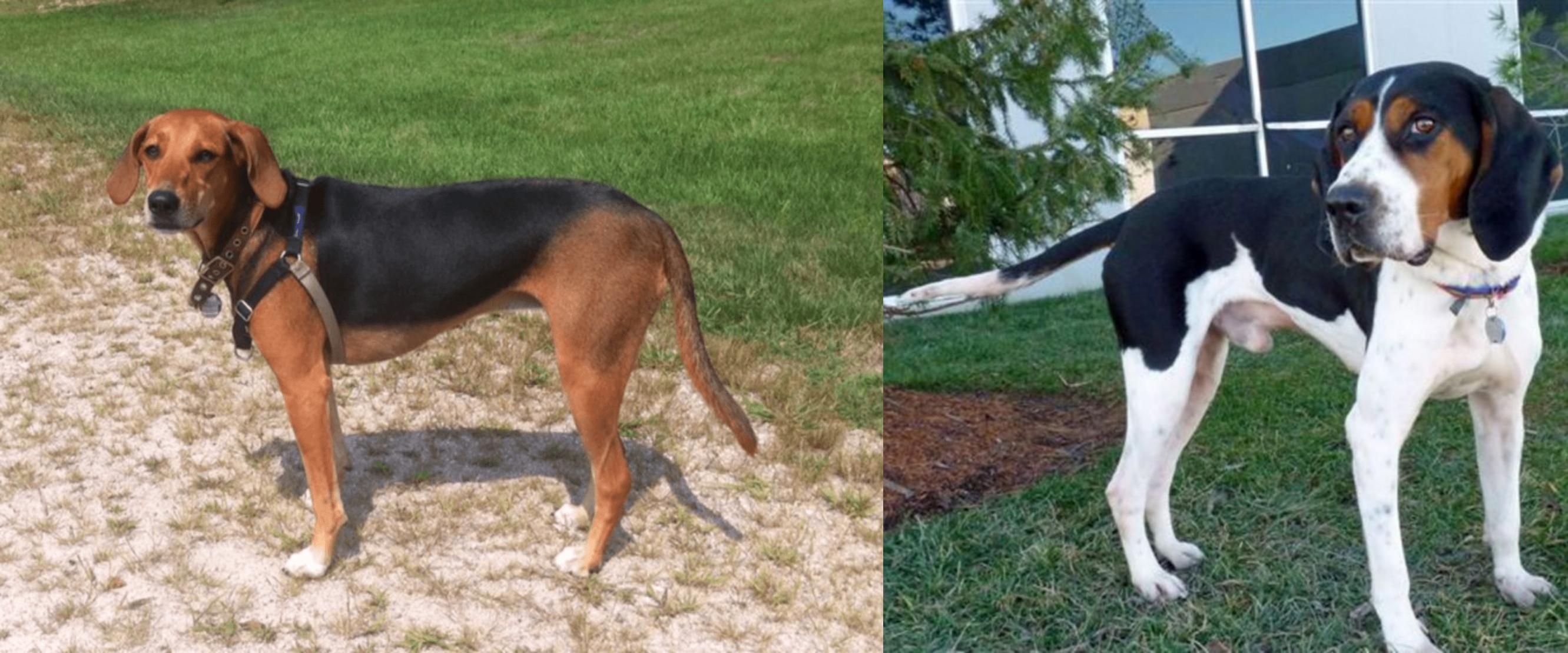 Treeing Walker Coonhound vs Kerry Beagle - Breed Comparison