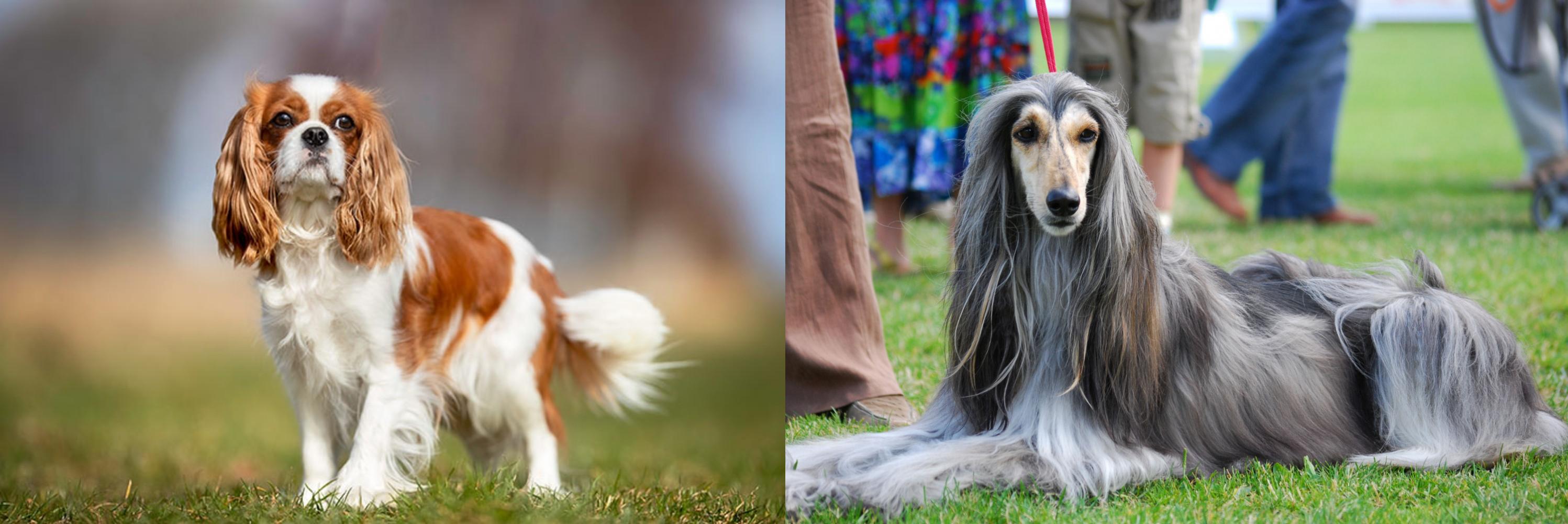 King Charles Spaniel vs Afghan Hound - Breed Comparison