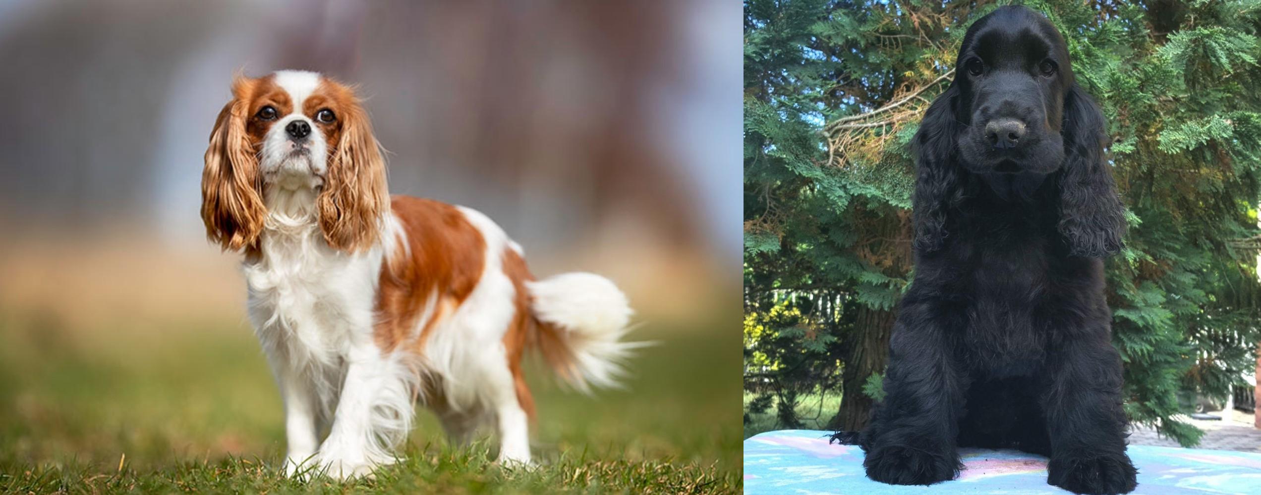 King Charles Spaniel vs American Cocker Spaniel - Breed Comparison