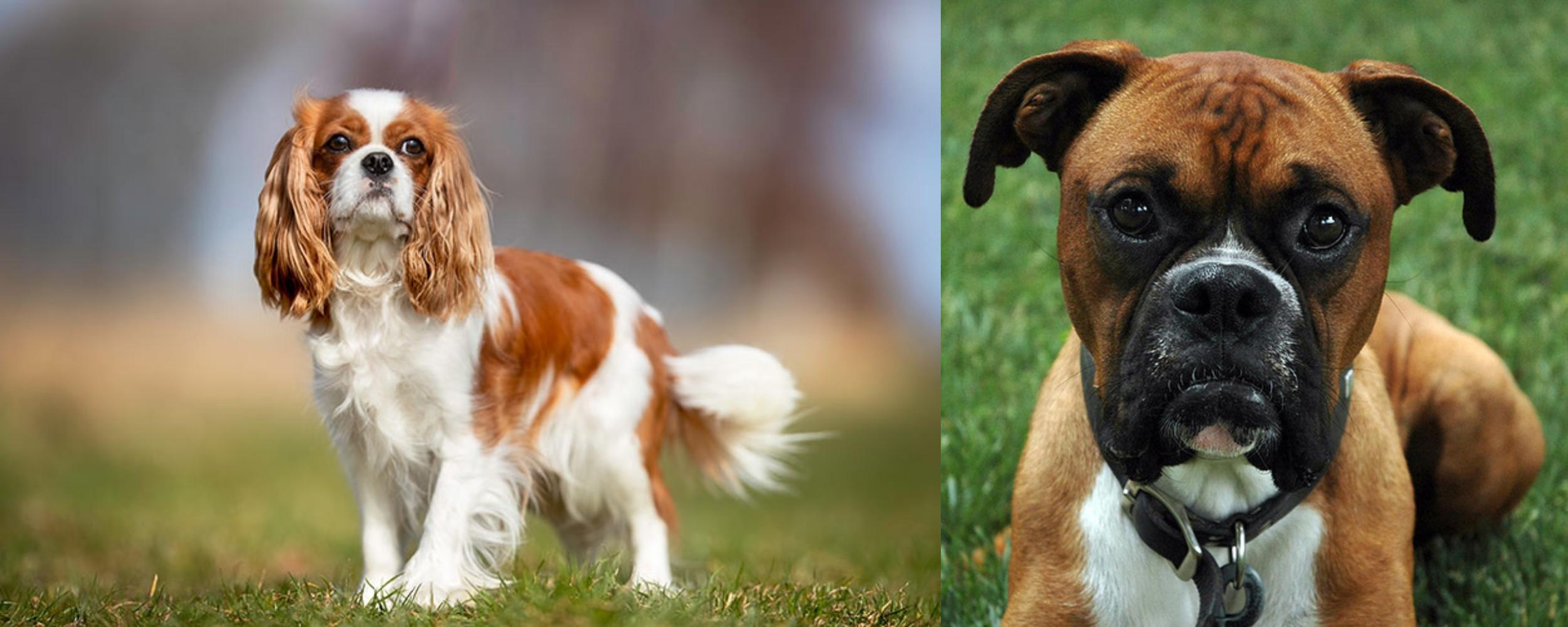 King Charles Spaniel vs Boxer - Breed Comparison | MyDogBreeds