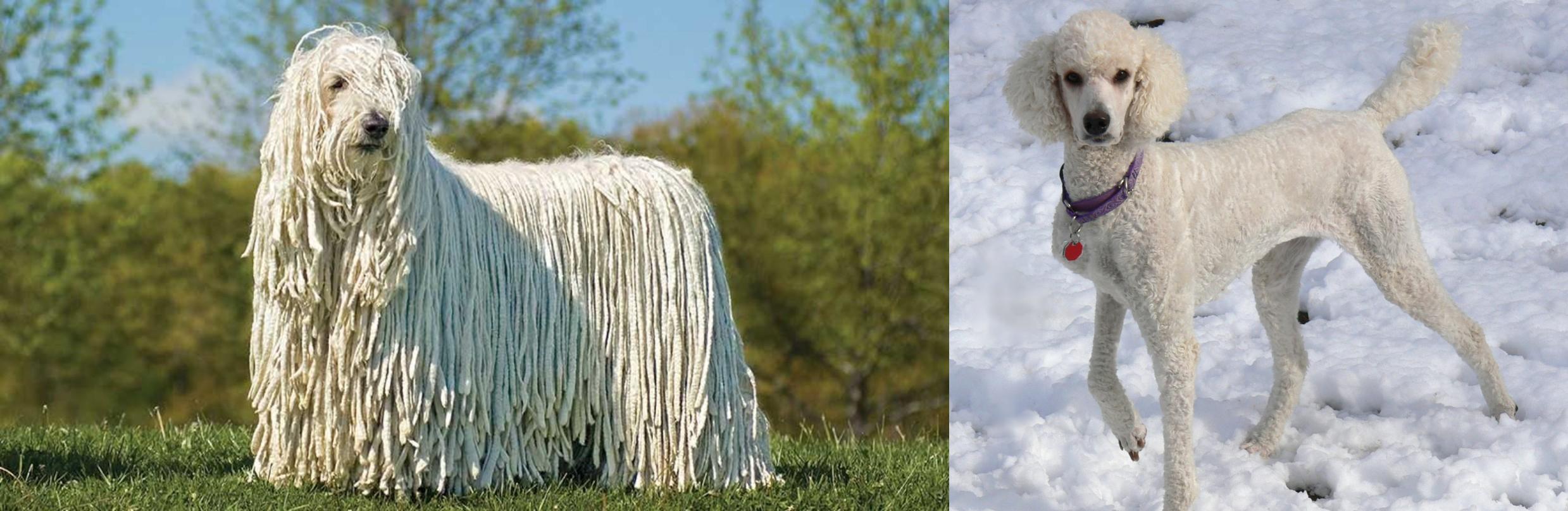 Komondor vs Poodle - Breed Comparison | MyDogBreeds
