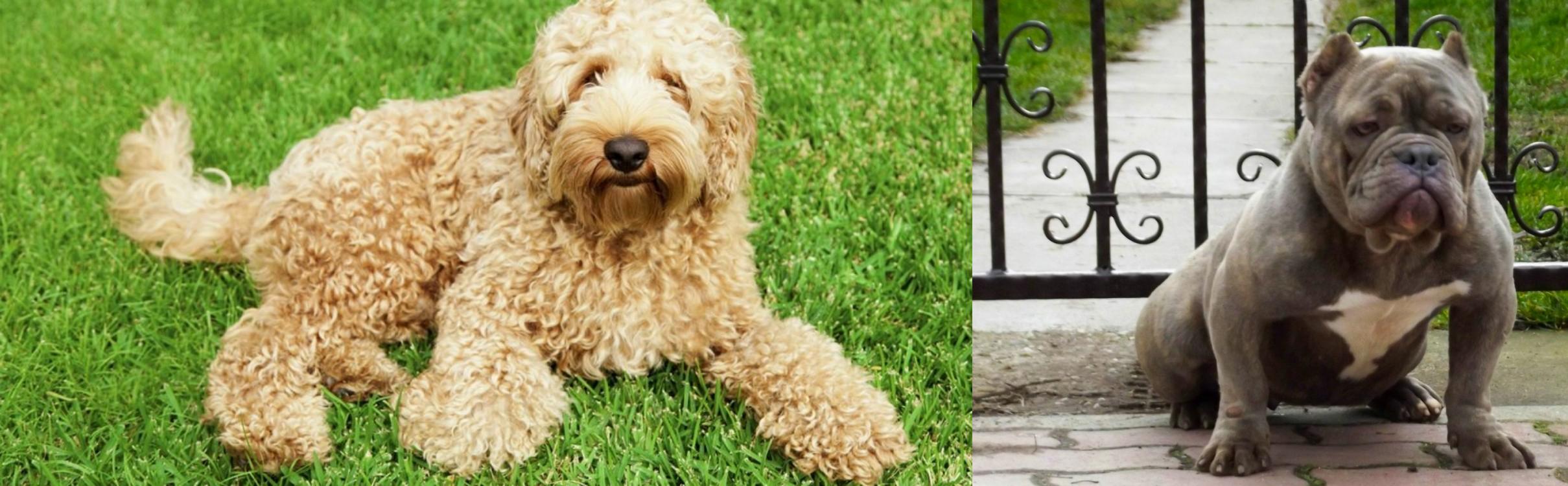 Labradoodle vs American Bully - Breed Comparison | MyDogBreeds