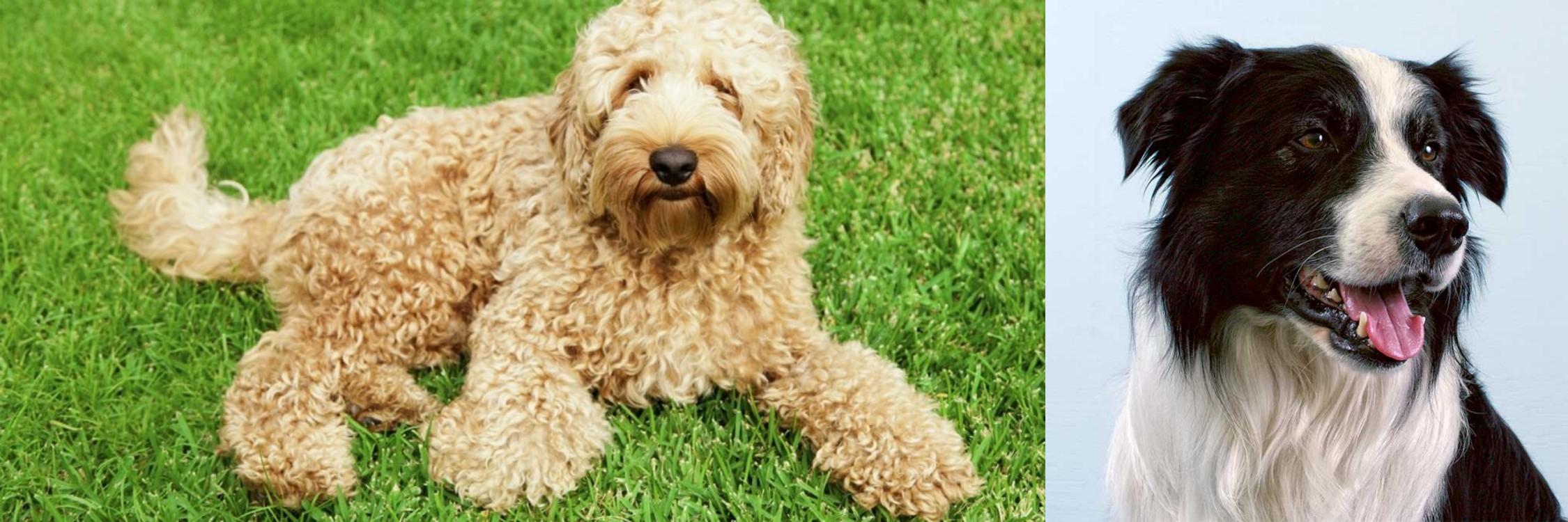 Labradoodle vs Border Collie - Breed Comparison | MyDogBreeds