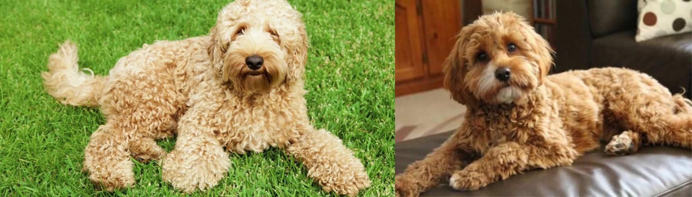 Labradoodle vs Cavapoo - Breed Comparison | MyDogBreeds