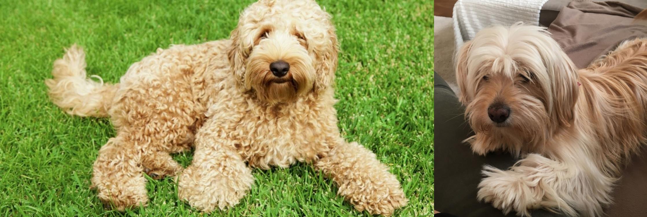 Labradoodle vs Cyprus Poodle - Breed Comparison | MyDogBreeds