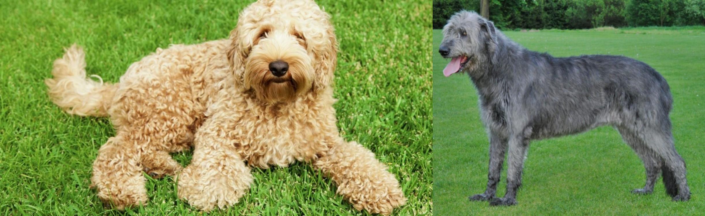 Labradoodle vs Irish Wolfhound - Breed Comparison