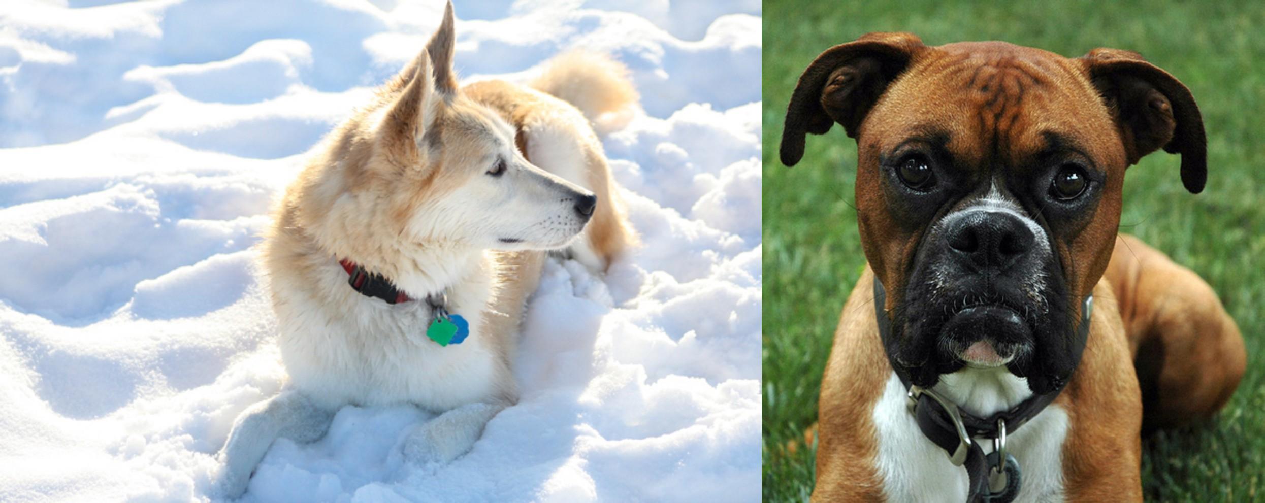 Labrador Husky vs Boxer - Breed Comparison | MyDogBreeds