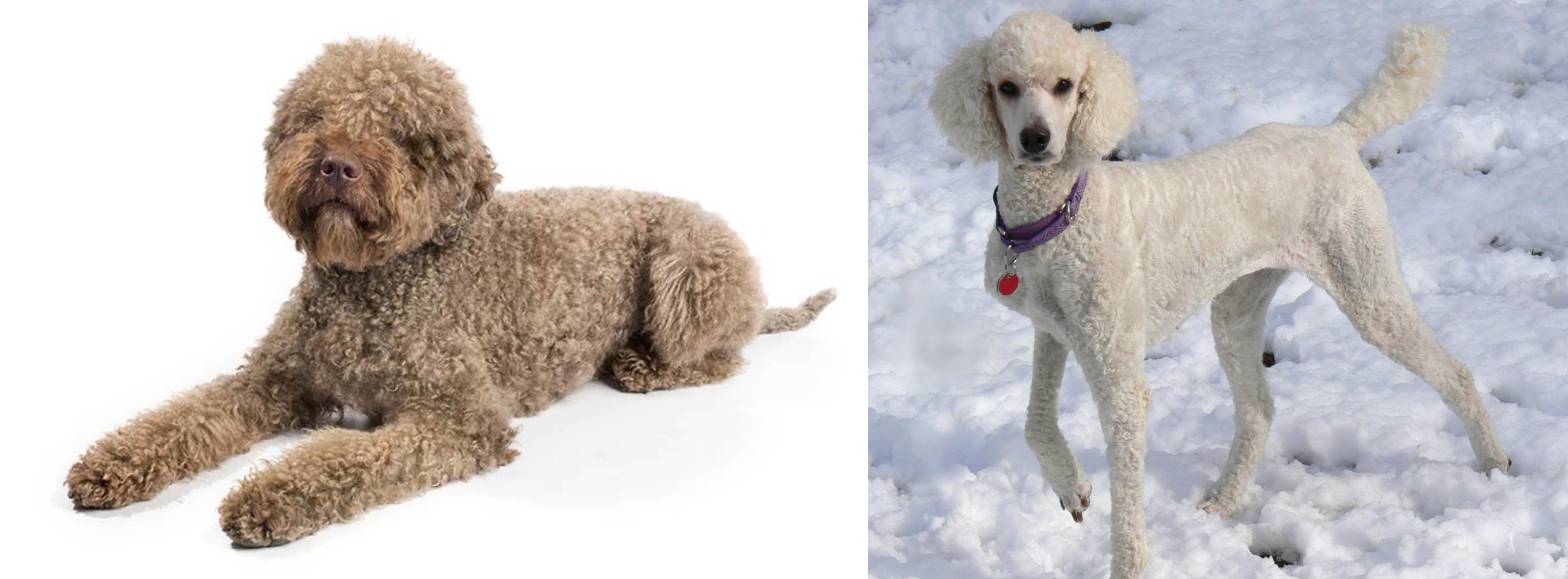 Lagotto Romagnolo vs Poodle - Breed Comparison | MyDogBreeds