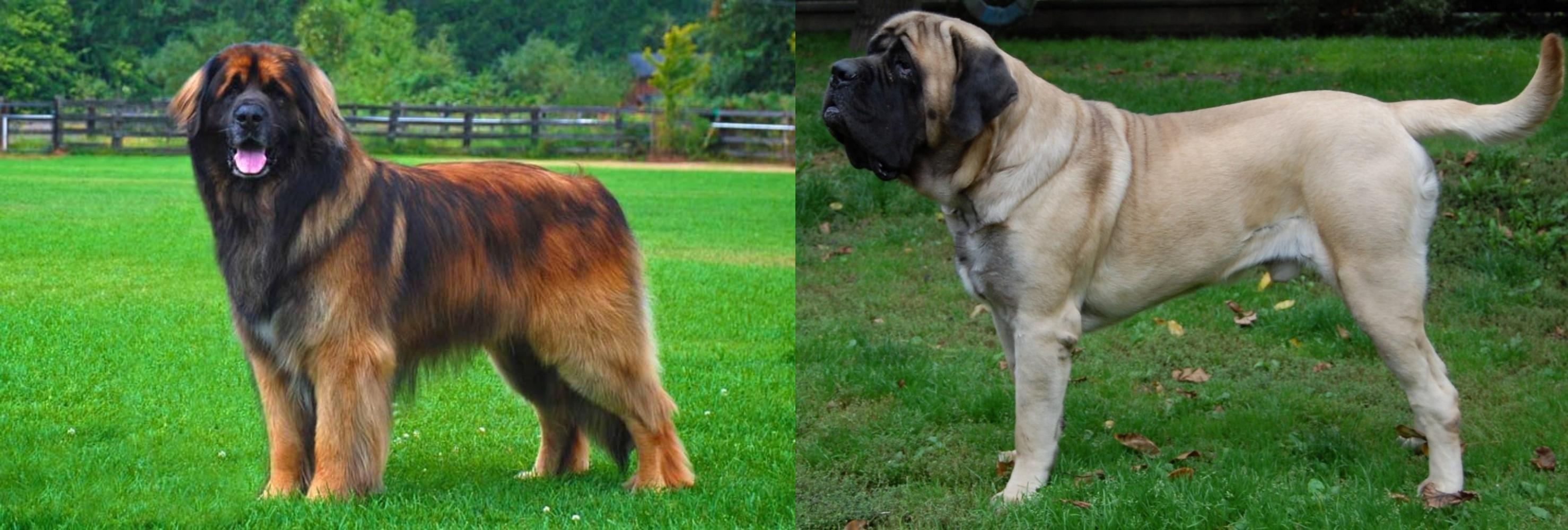Leonberger vs English Mastiff - Breed Comparison | MyDogBreeds