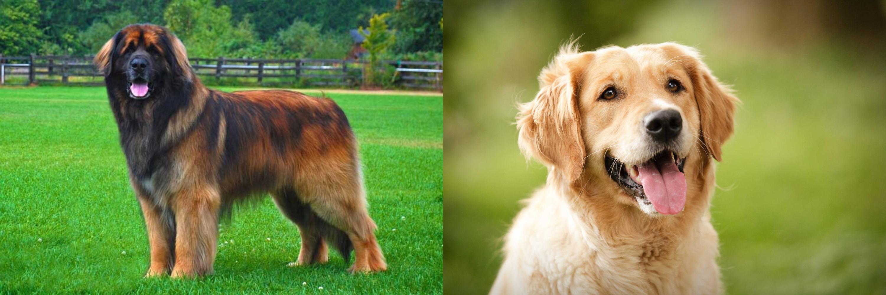 Leonberger vs Golden Retriever - Breed Comparison