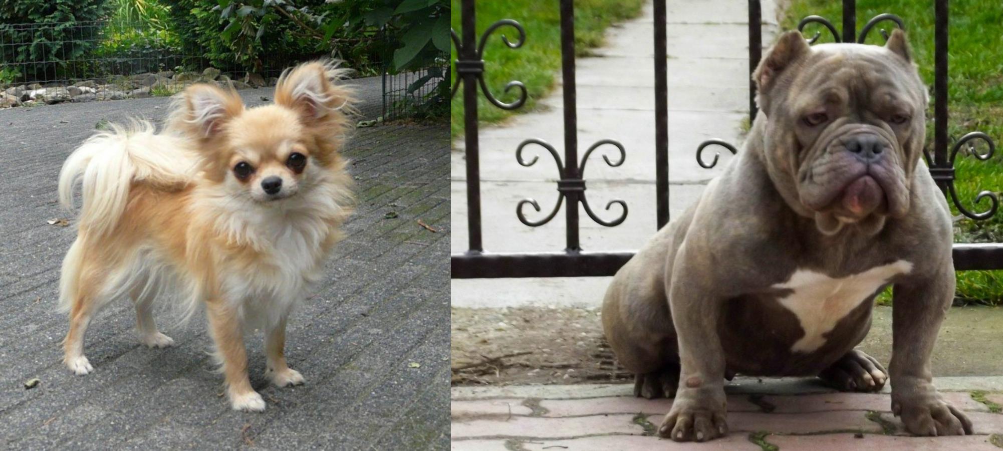 Long Haired Chihuahua vs American Bully - Breed Comparison
