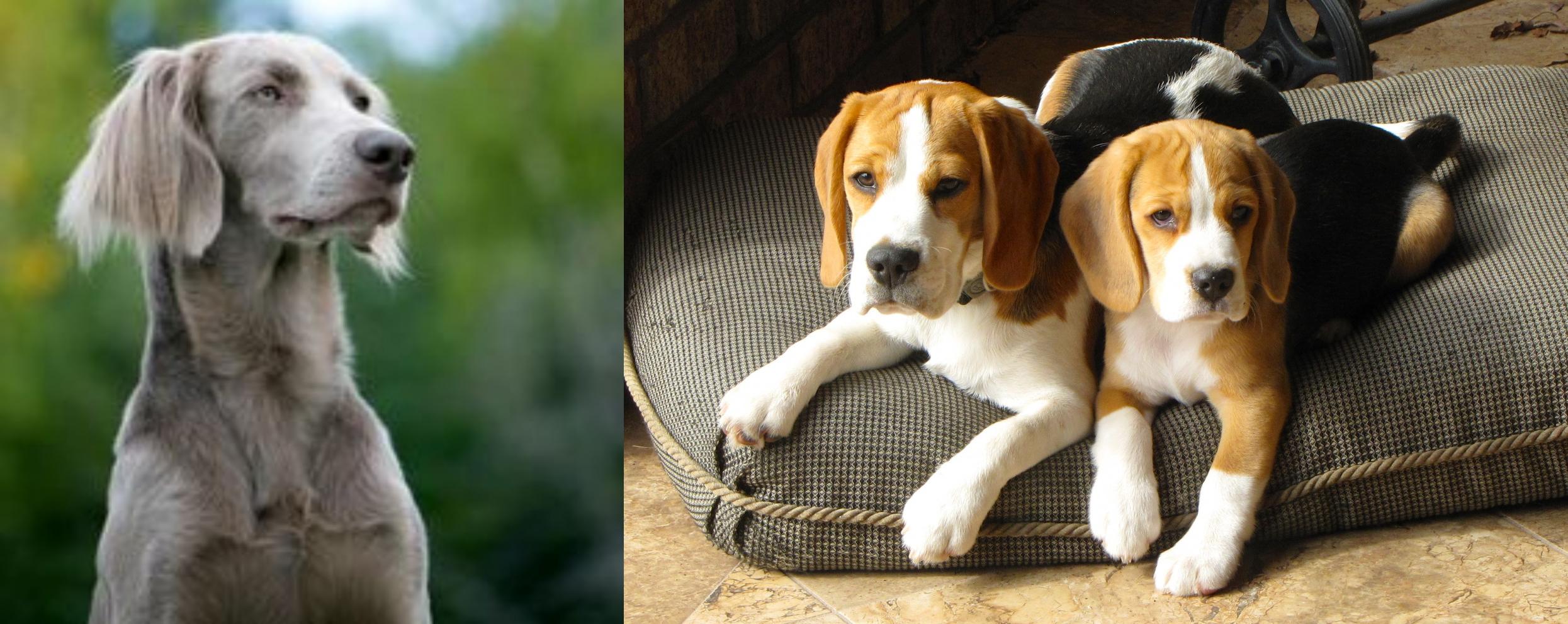 Longhaired Weimaraner vs Beagle - Breed Comparison