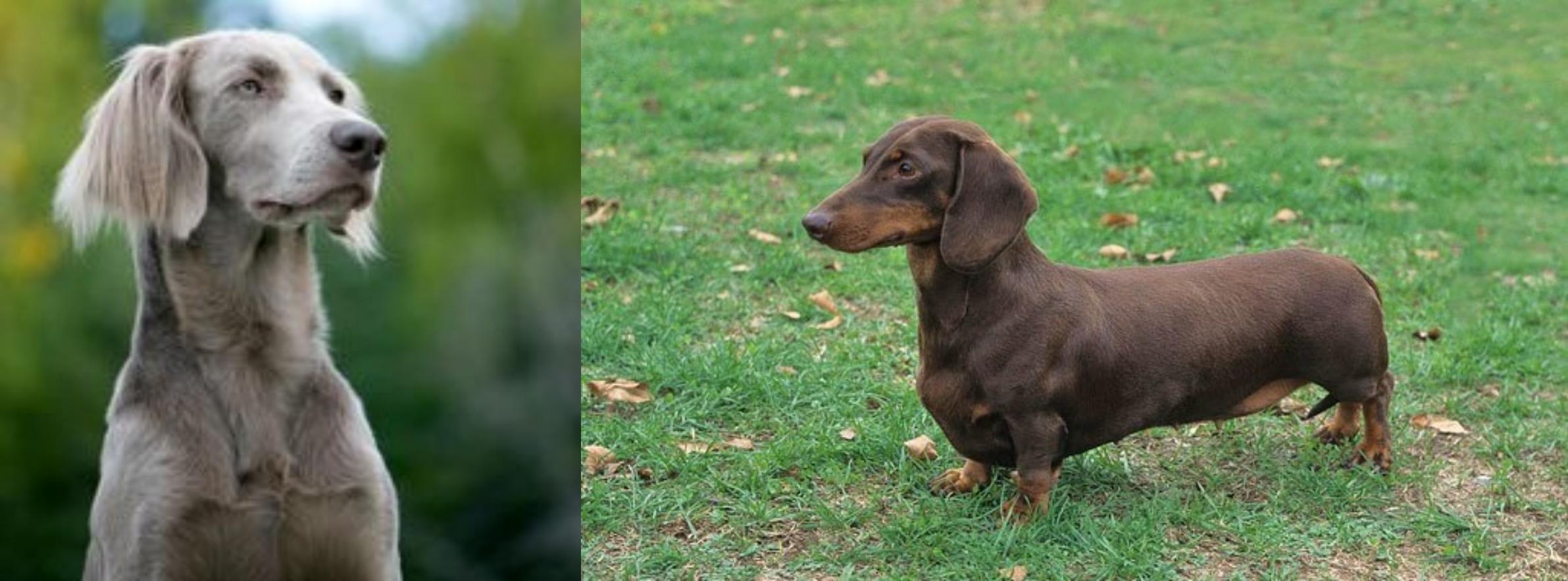 Longhaired Weimaraner vs Dachshund - Breed Comparison