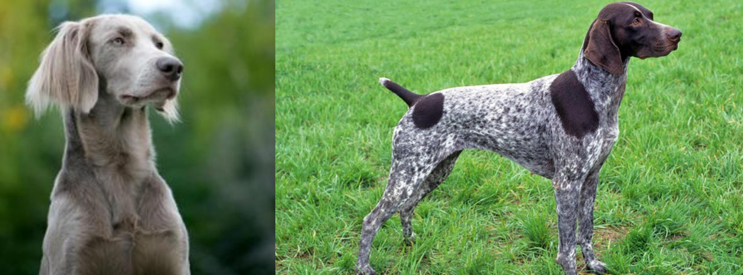 Longhaired Weimaraner vs German Shorthaired Pointer - Breed Comparison