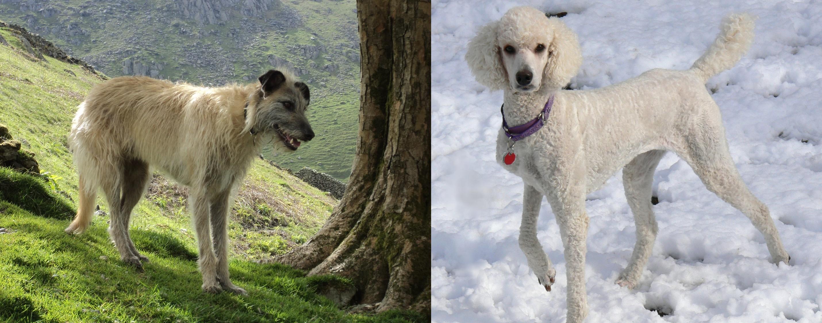 Lurcher vs Poodle - Breed Comparison | MyDogBreeds