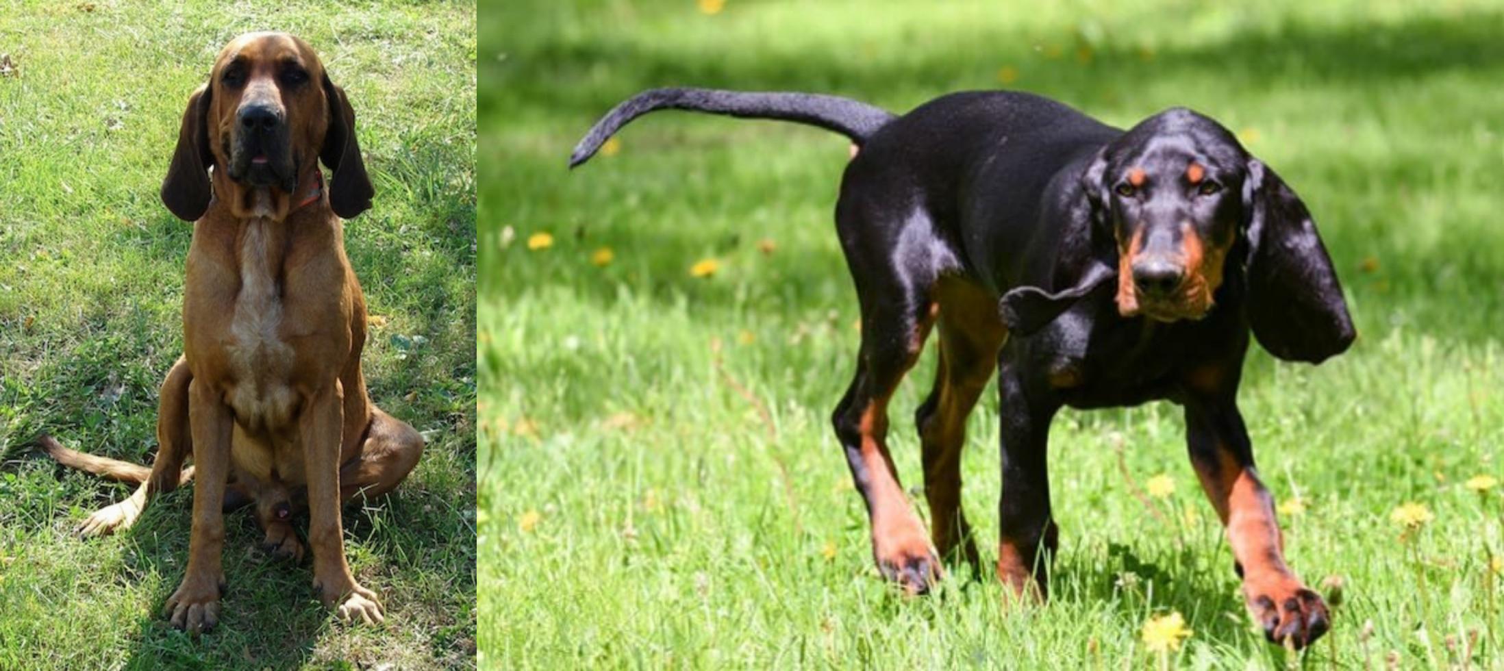 Majestic Tree Hound vs Black and Tan Coonhound - Breed Comparison