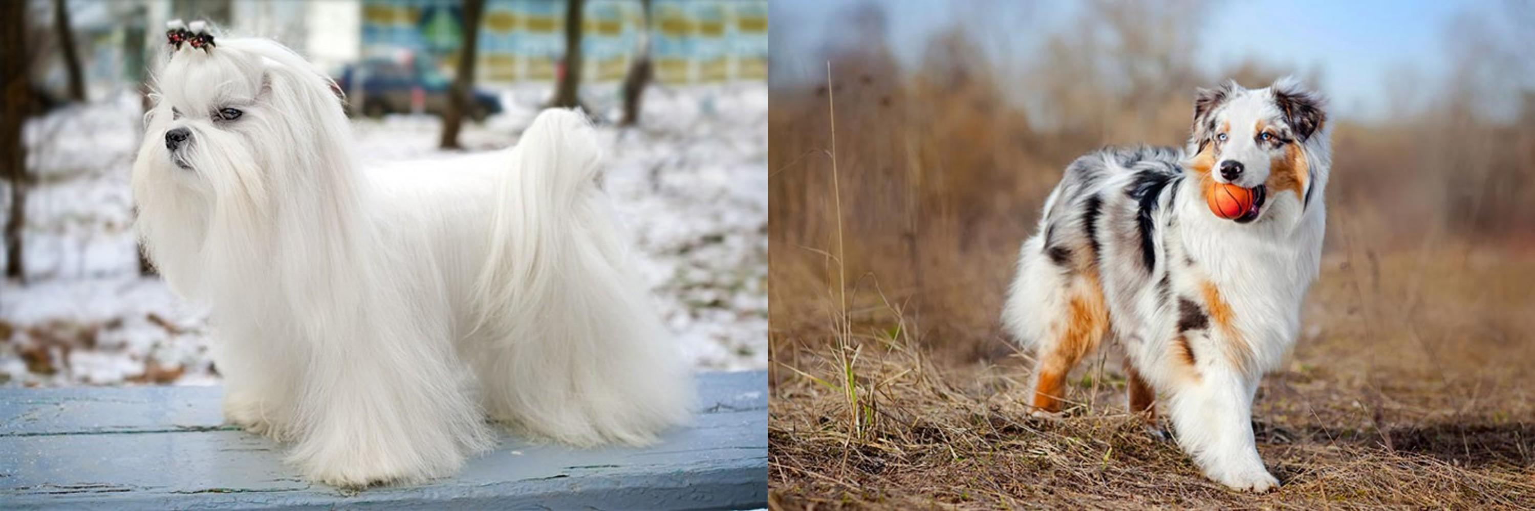 Maltese vs Australian Shepherd - Breed Comparison