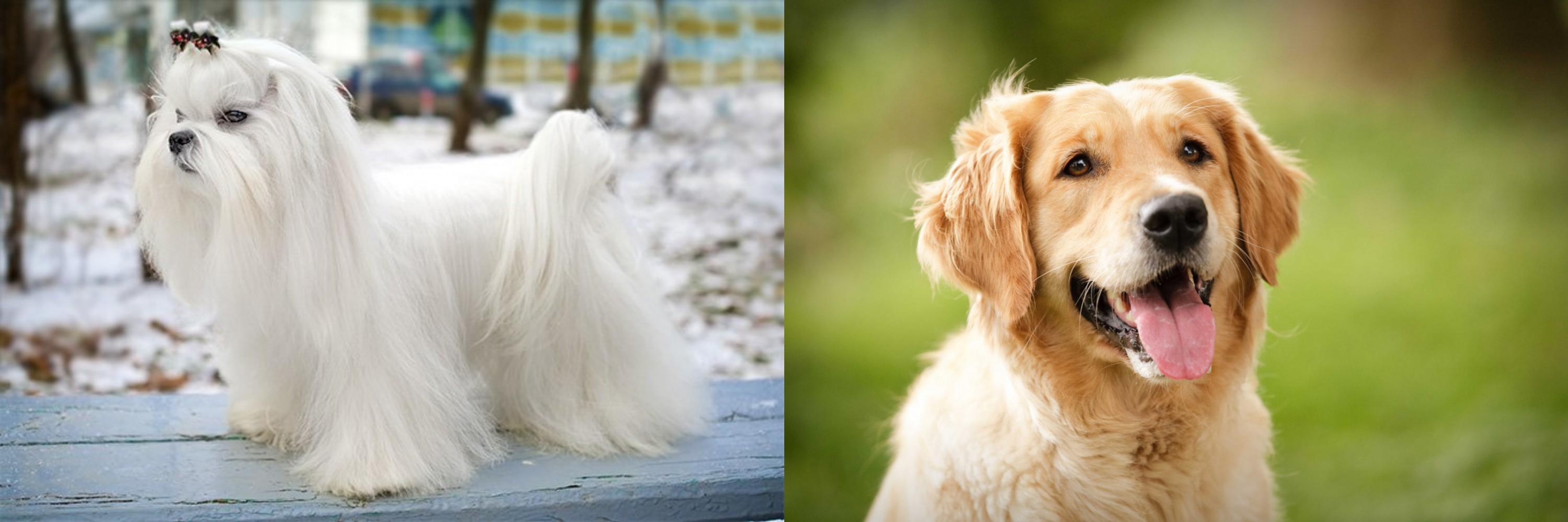 Maltese vs Golden Retriever - Breed Comparison | MyDogBreeds