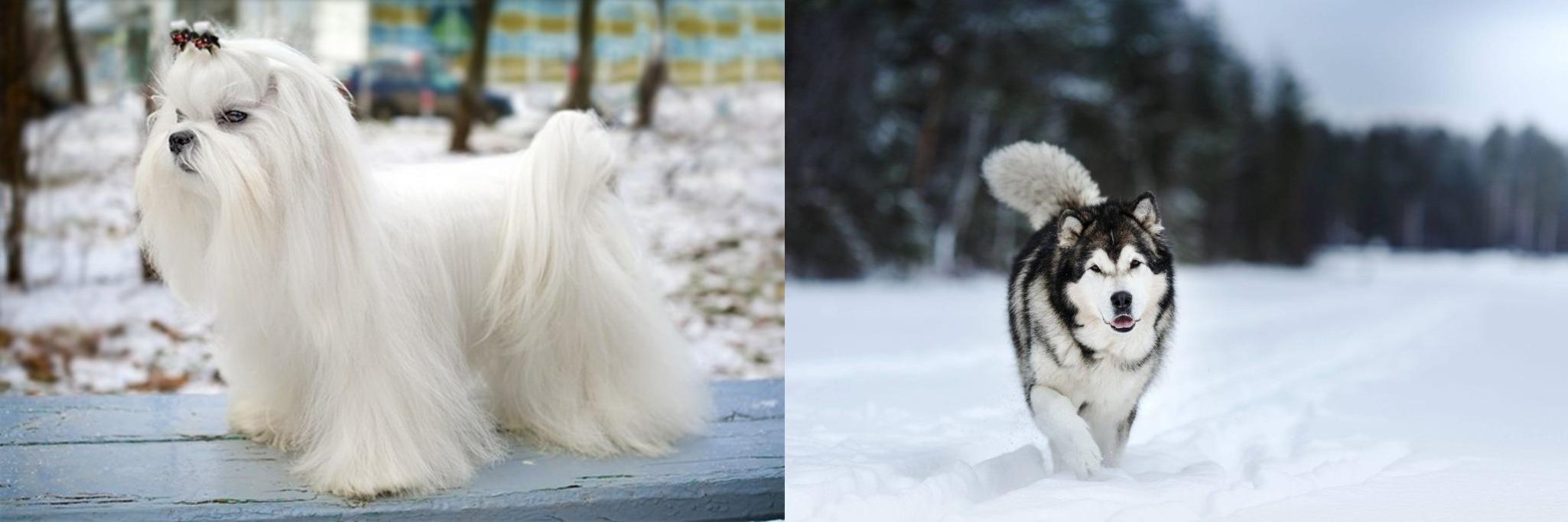 Maltese vs Siberian Husky - Breed Comparison | MyDogBreeds