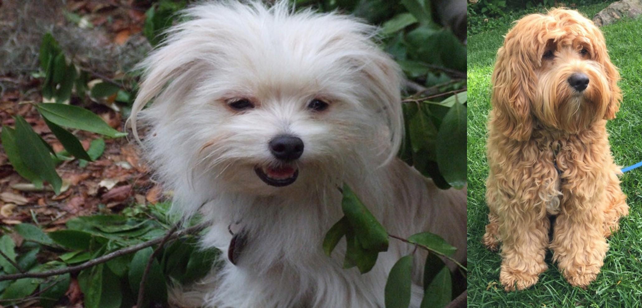 Malti-Pom vs Cockapoo - Breed Comparison | MyDogBreeds