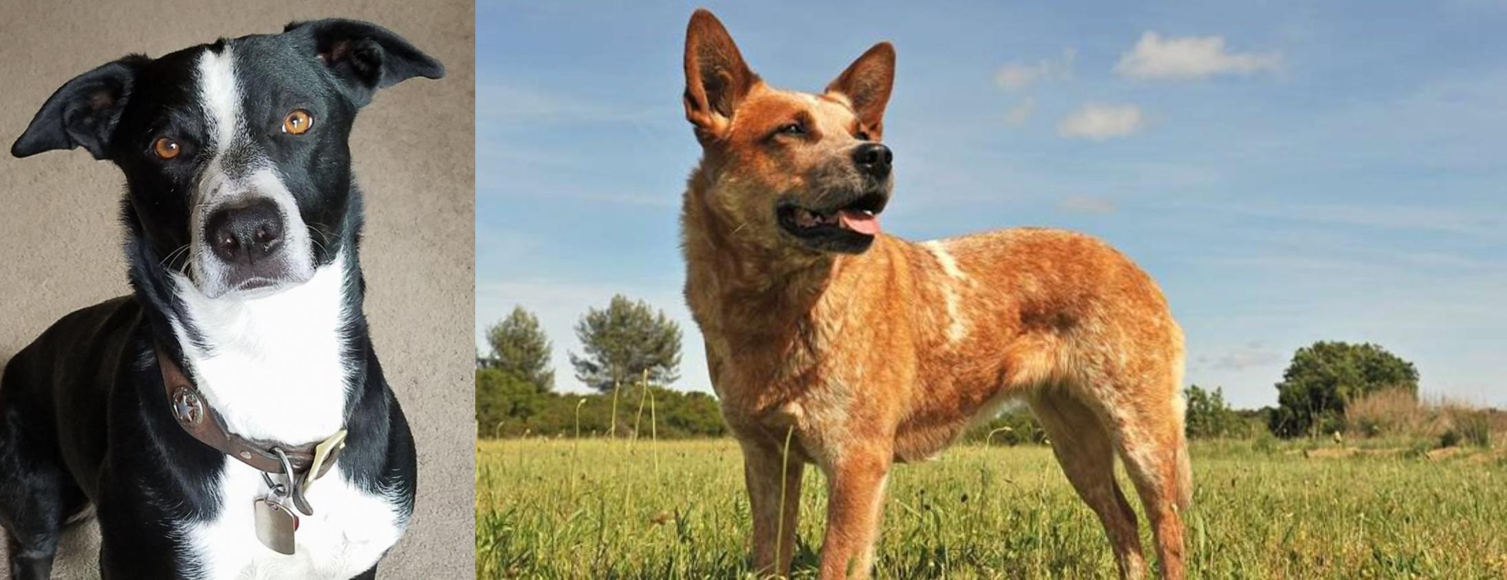 McNab vs Australian Red Heeler - Breed Comparison
